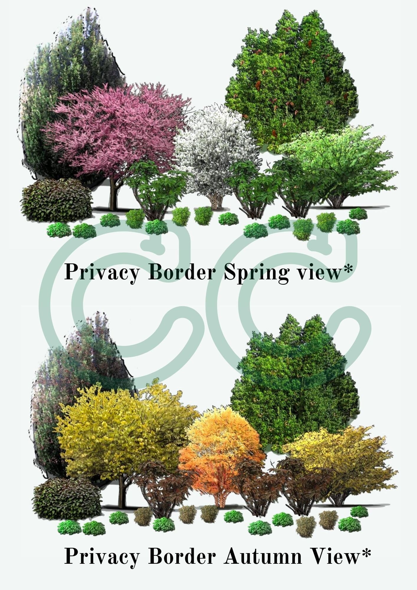 Midwest/eastern US Native Juglone Tolerant Privacy Border & Food Forest ...