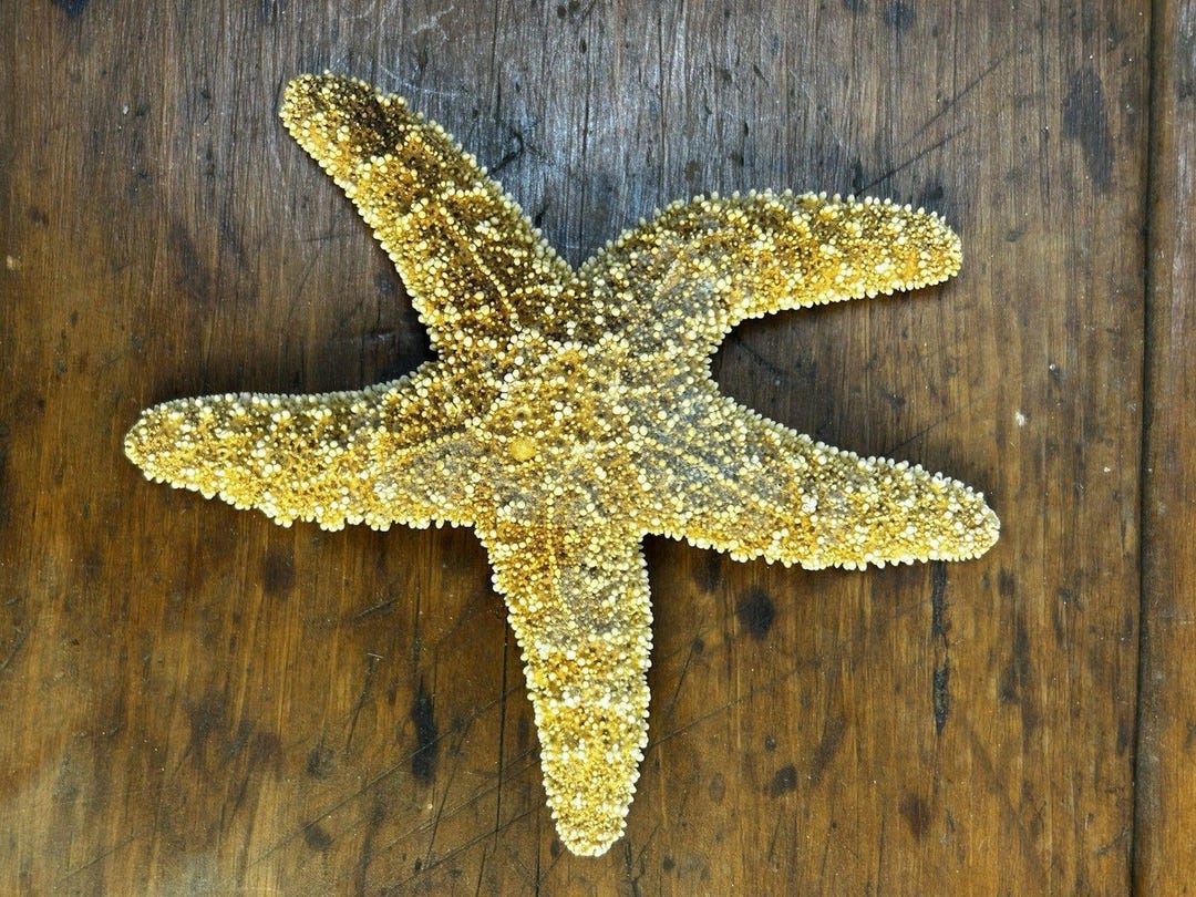 Starfish Seashell Real Dried Nautical Decor 6 Ocean Beach Fossil ...