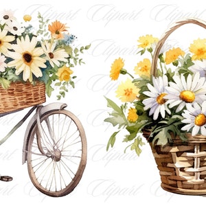 Watercolor Spring Daisy Flower Clipart, 24 PNG Files High Quality ...