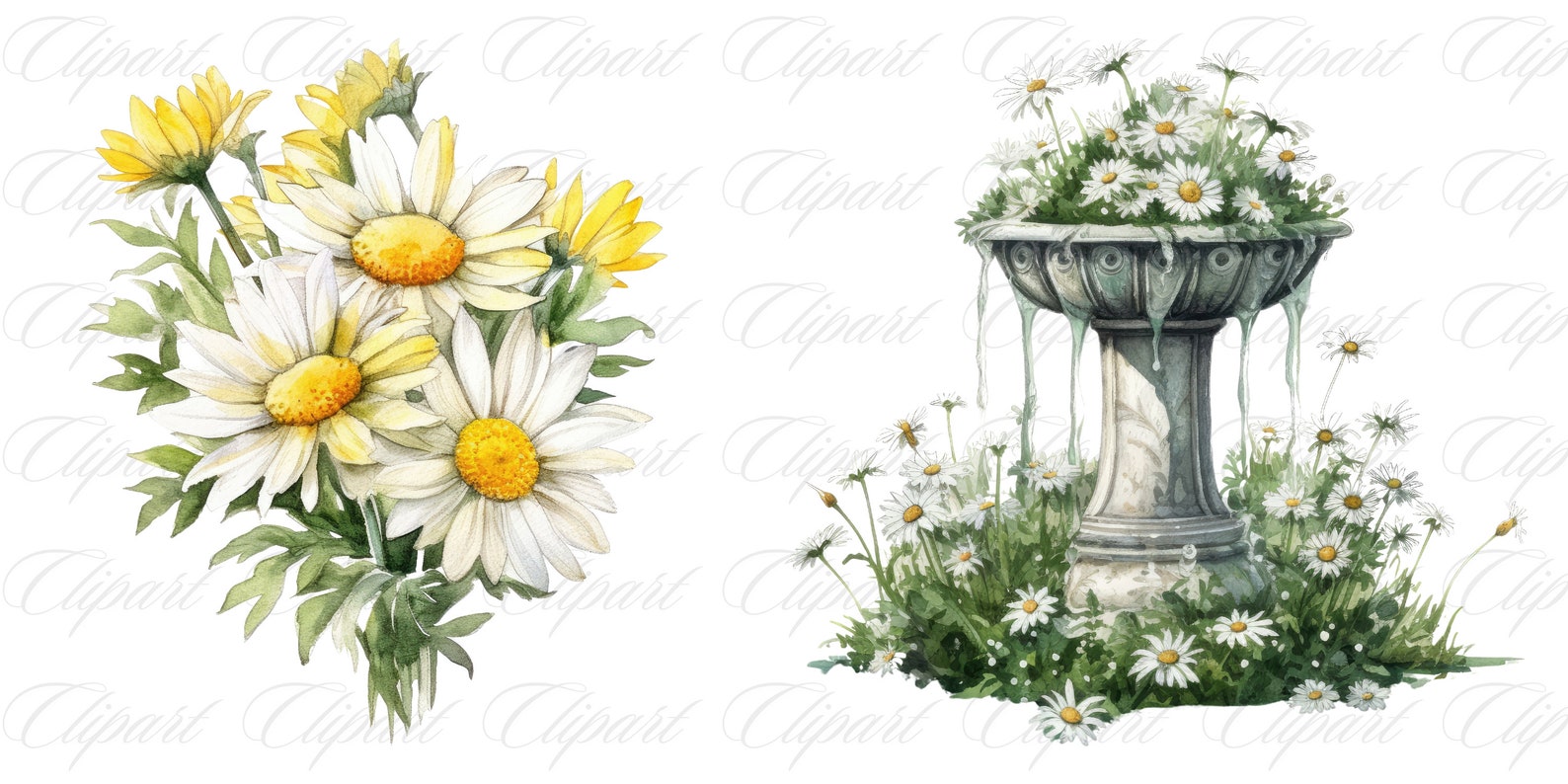 Watercolor Spring Daisy Flower Clipart, 24 PNG Files High Quality ...