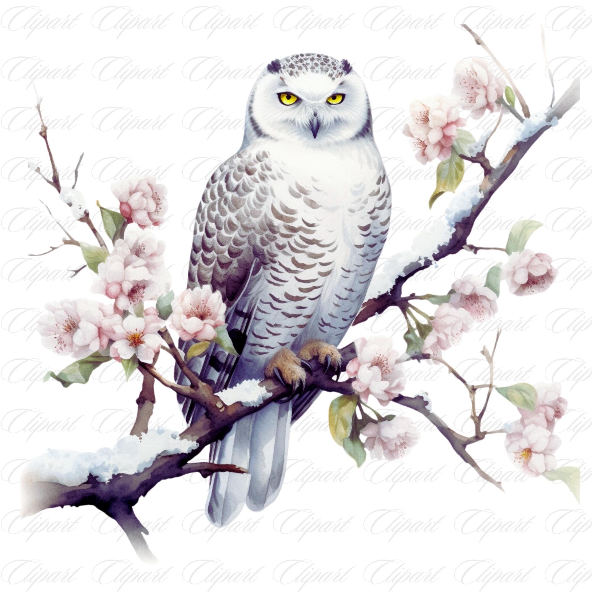 Snow Owl Clipart, Barn Owl Clipart, Cute Owl PNG, Bird Clip, Watercolor ...