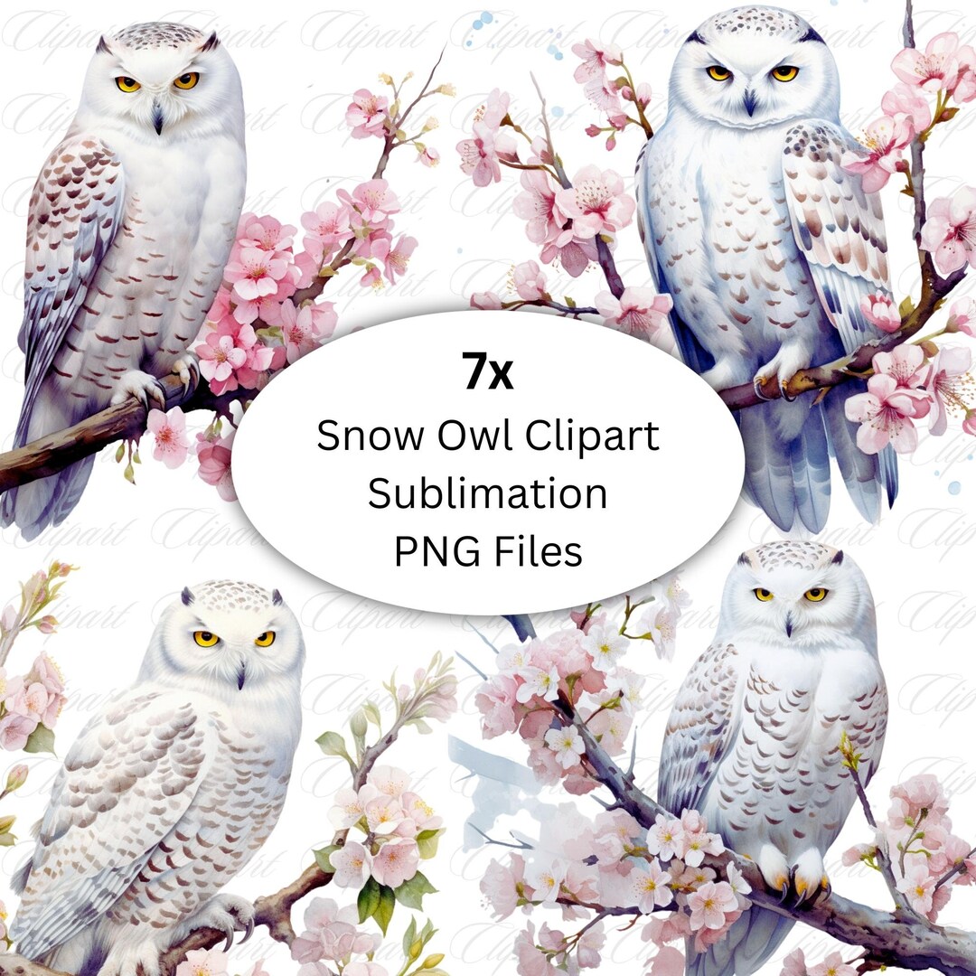 Snow Owl Clipart, Barn Owl Clipart, Cute Owl PNG, Bird Clip, Watercolor ...