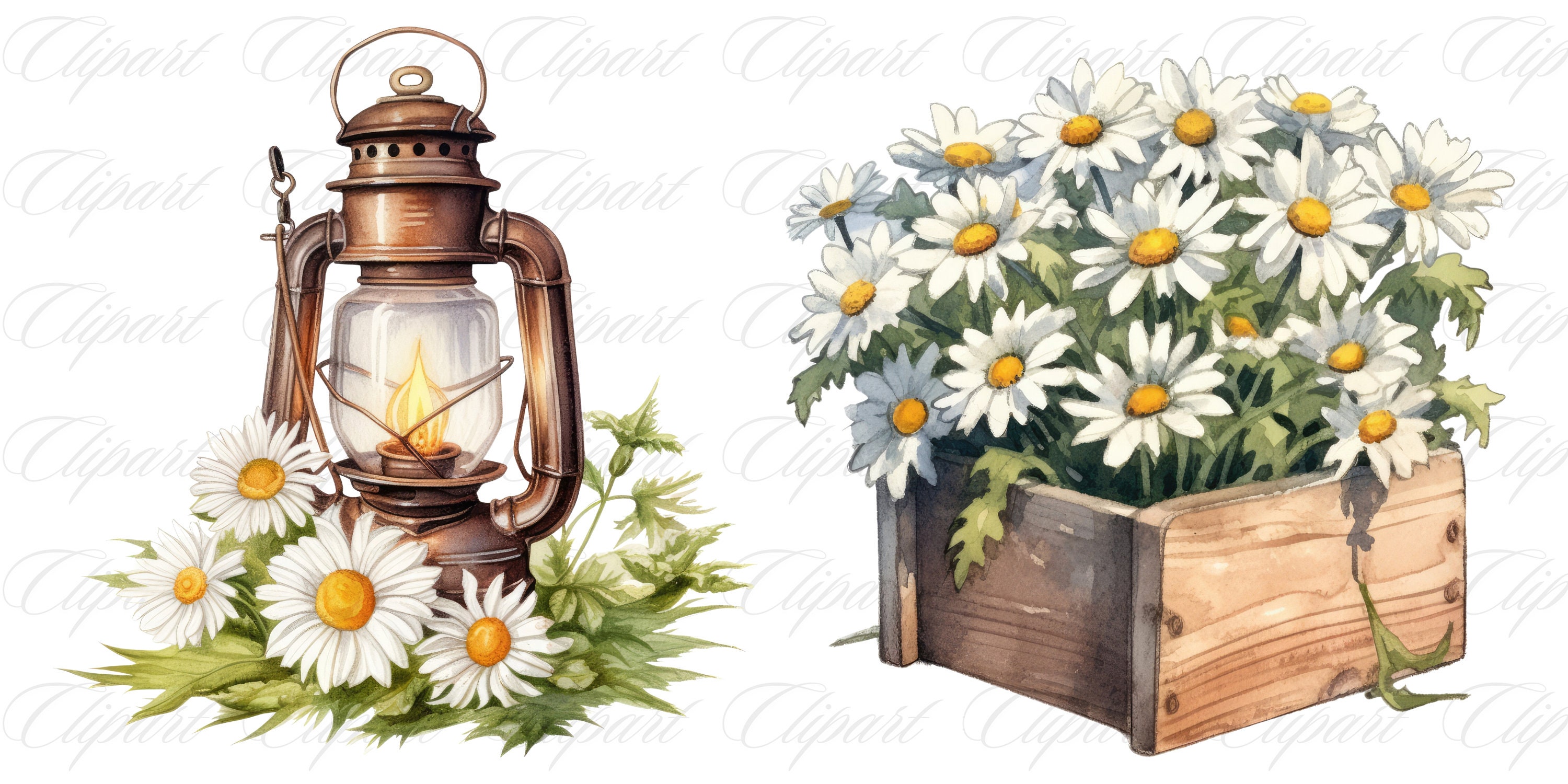 Watercolor Spring Daisy Flower Clipart, 24 PNG Files High Quality ...