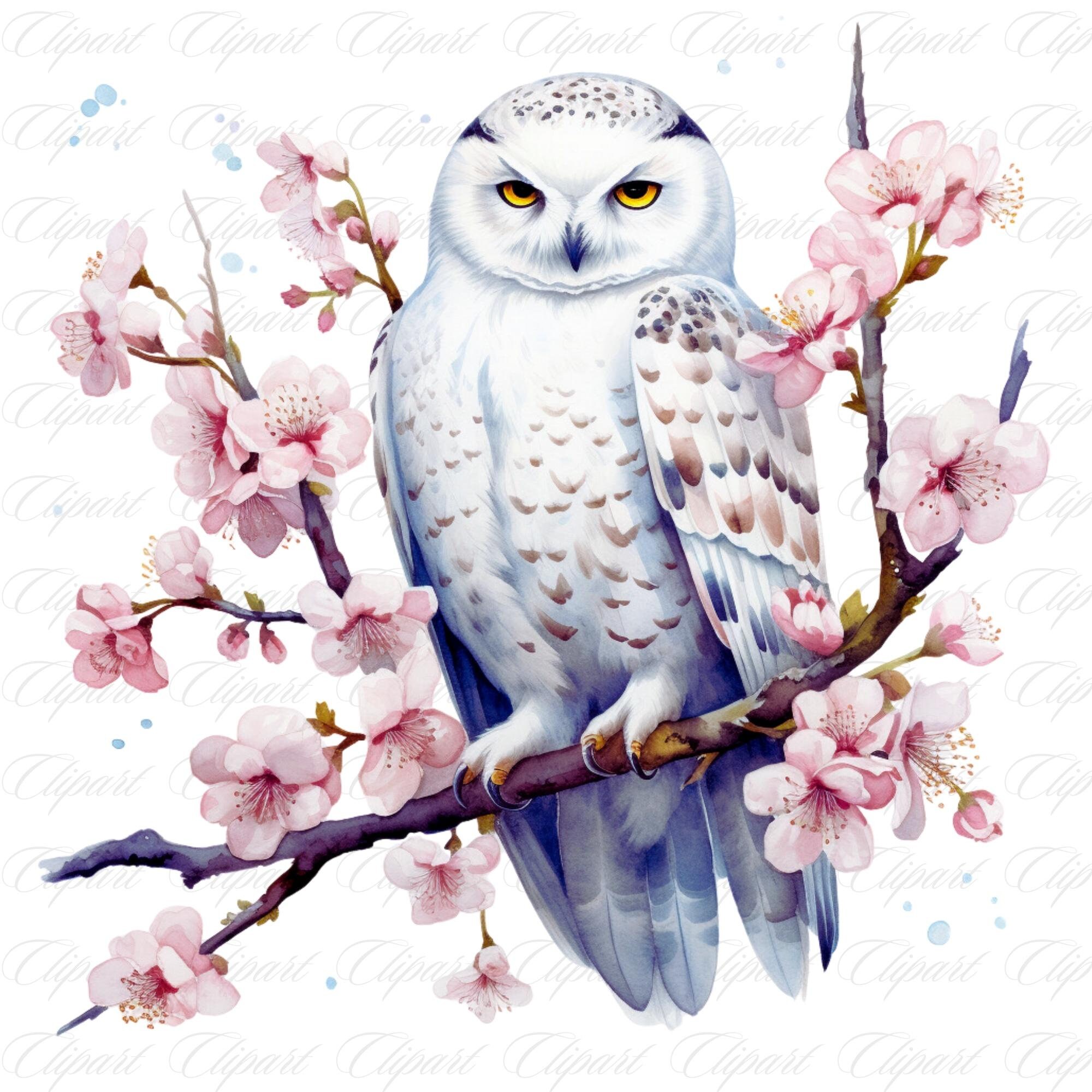 Snow Owl Clipart, Barn Owl Clipart, Cute Owl PNG, Bird Clip, Watercolor ...