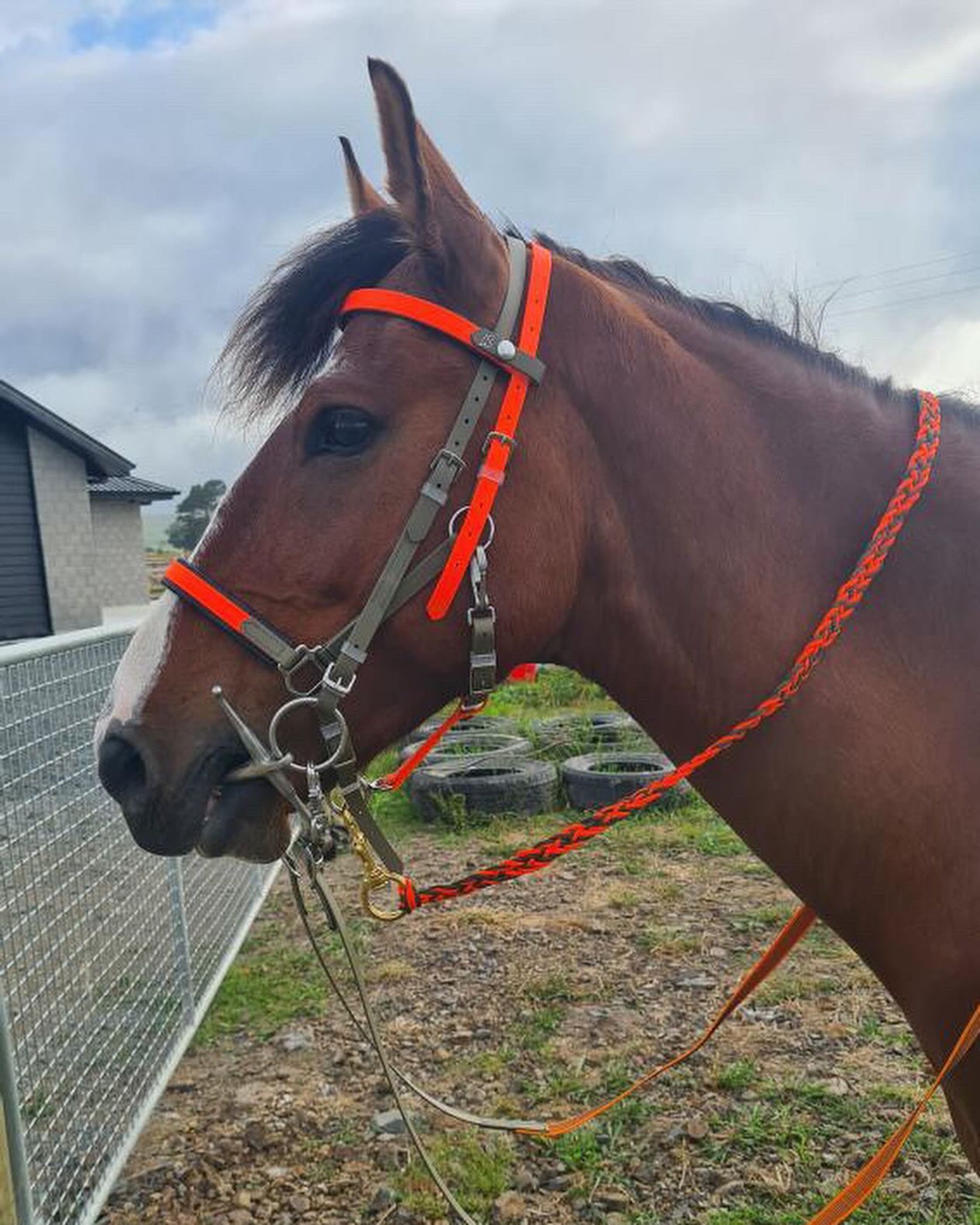 LS Deux 2-part Endurance Bridle - Customisable Beta® Biothane® Halter ...