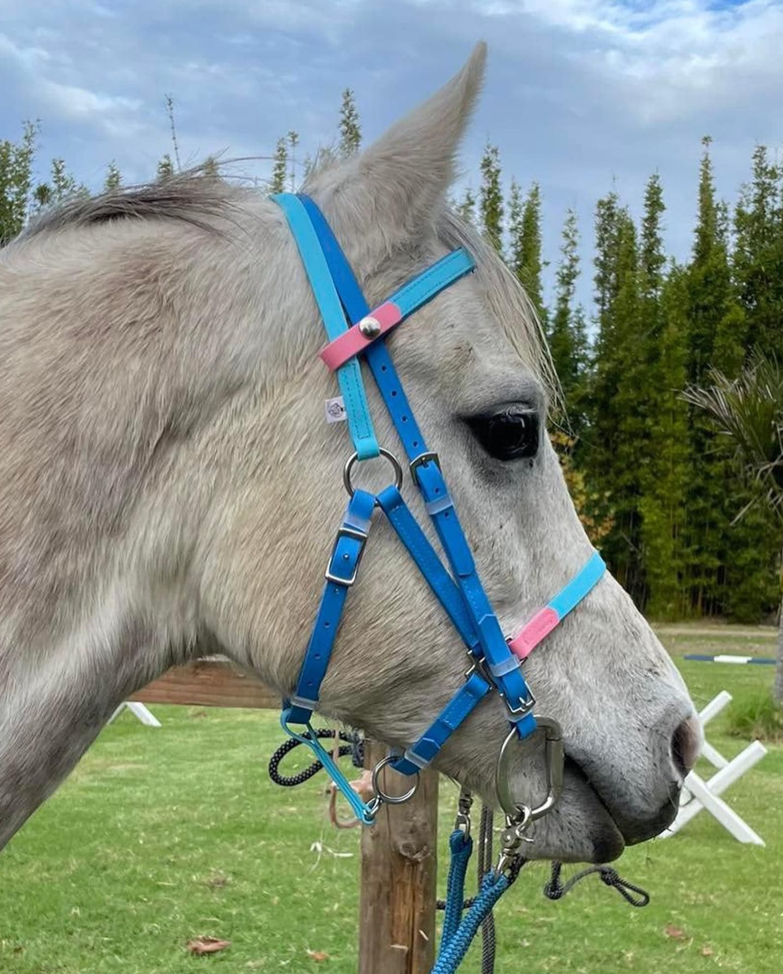 LS Deux 2-part Endurance Bridle - Customisable Beta® Biothane® Halter ...