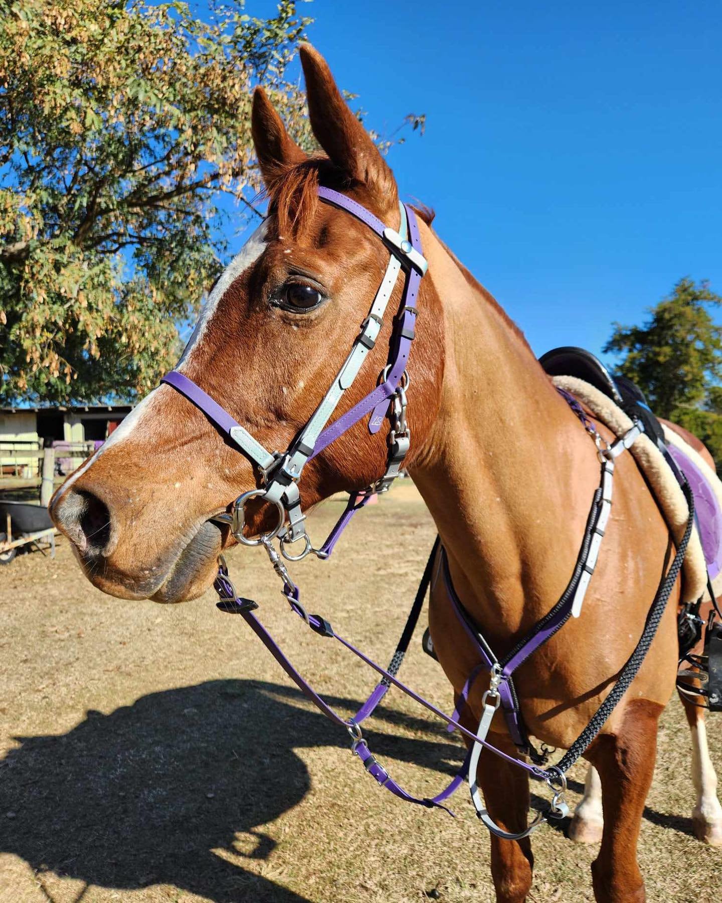 LS Deux 2-part Endurance Bridle - Customisable Beta® Biothane® Halter ...