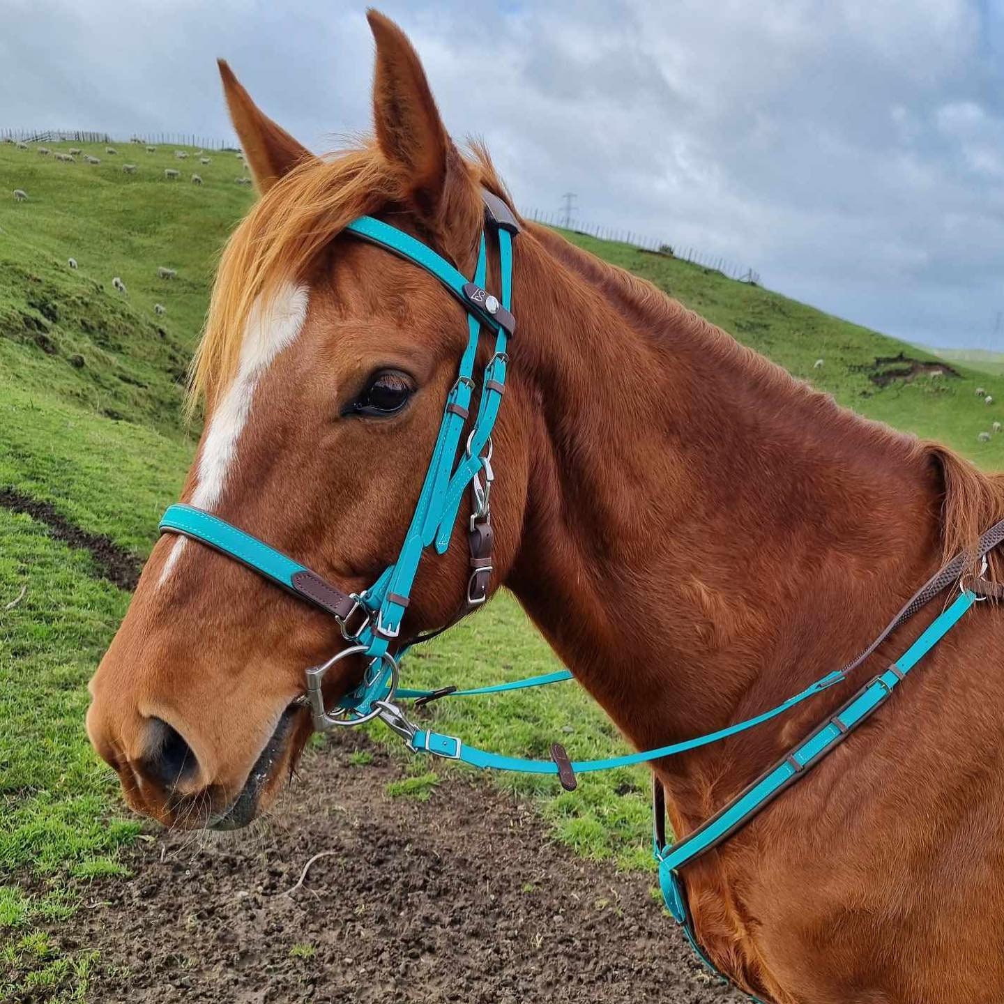 LS Deux 2-part Endurance Bridle - Customisable Beta® Biothane® Halter ...