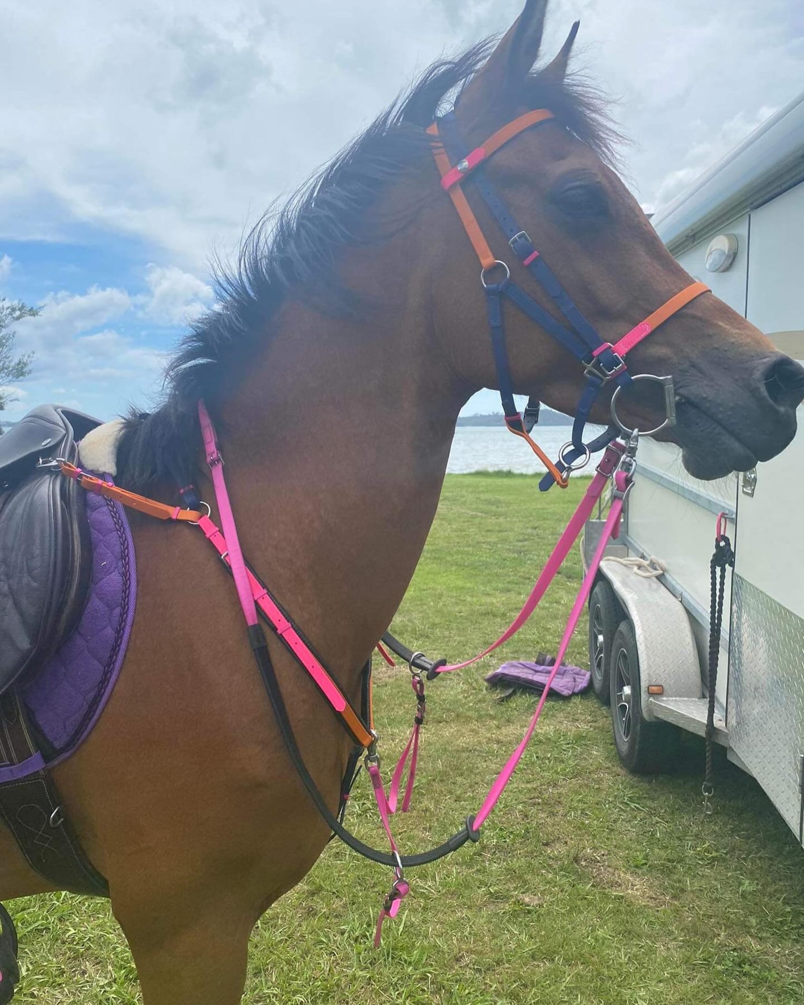 LS Deux 2-part Endurance Bridle - Customisable Beta® Biothane® Halter ...