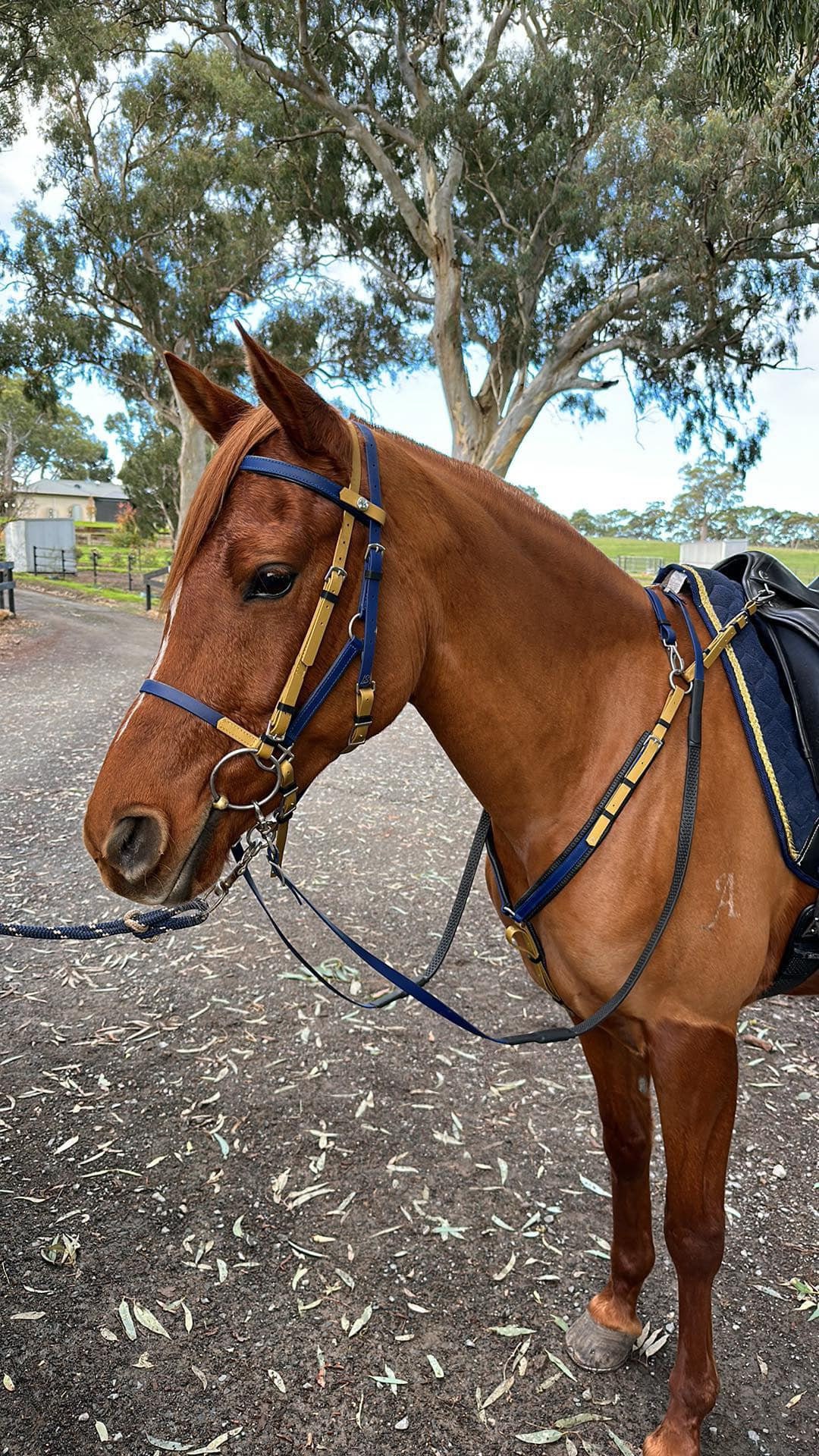 LS Deux 2-part Endurance Bridle - Customisable Beta® Biothane® Halter ...