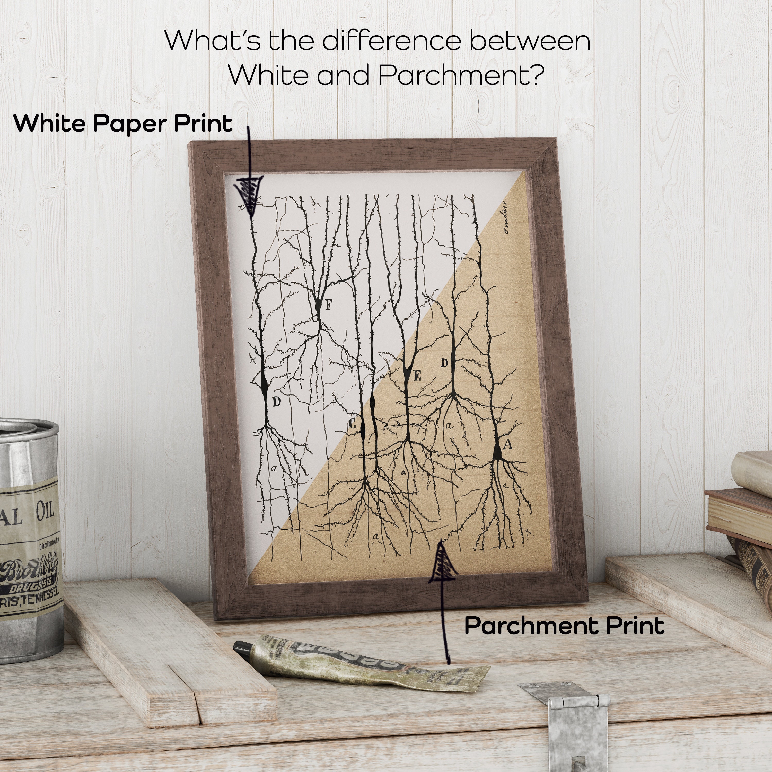 Neuron Print: Unraveling the Enchanting Pyramidal Neurons of the ...