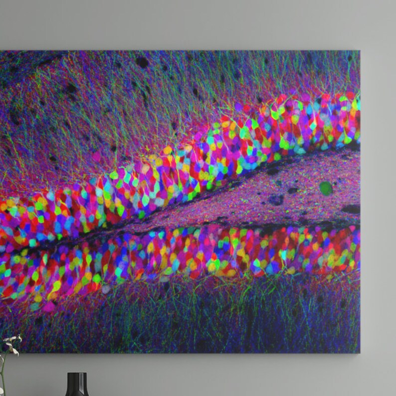 Neuron Art Print: Brainbow Hippocampus - Stunning Multicolor Neurology ...
