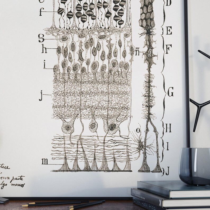 Neuron Art Print: Retinal Cells Art Print Art Print 1908 - Santiago ...
