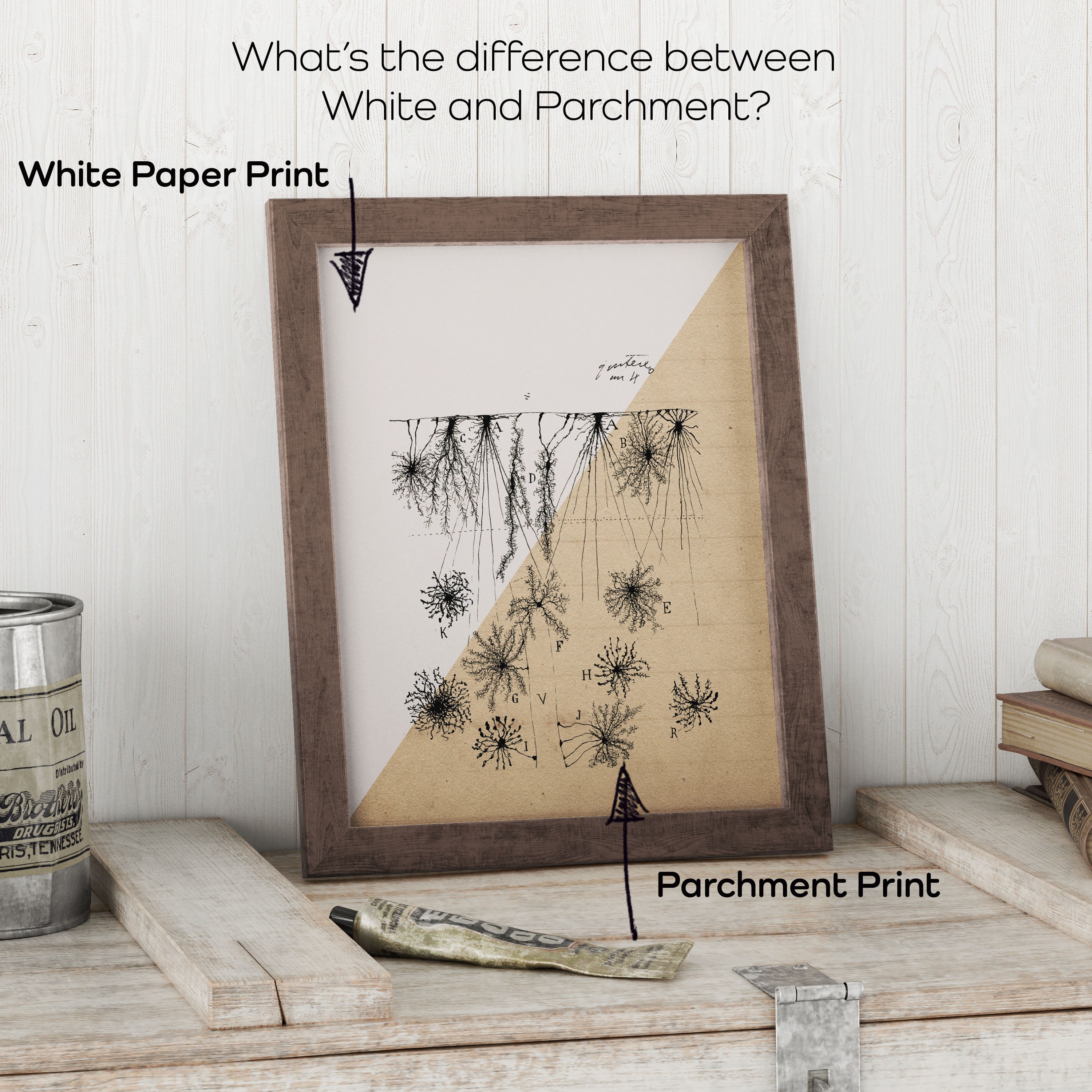 Neuron Art Print: Glial Cells of the Cerebral Cortex - Santiago Ramon Y ...