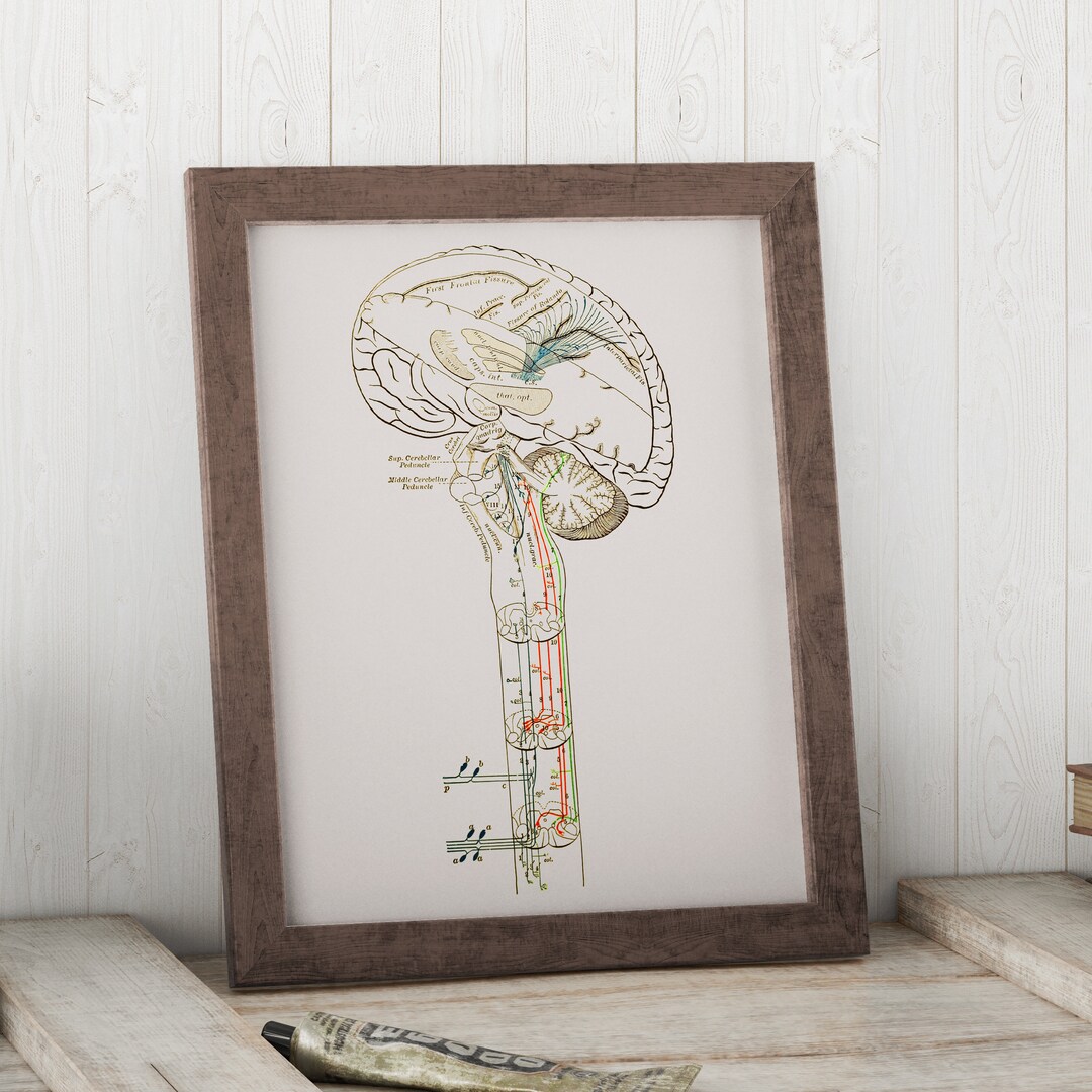 Vintage Neuron Art Print: Sensory Fibers, Neuroscience Diagram - Etsy