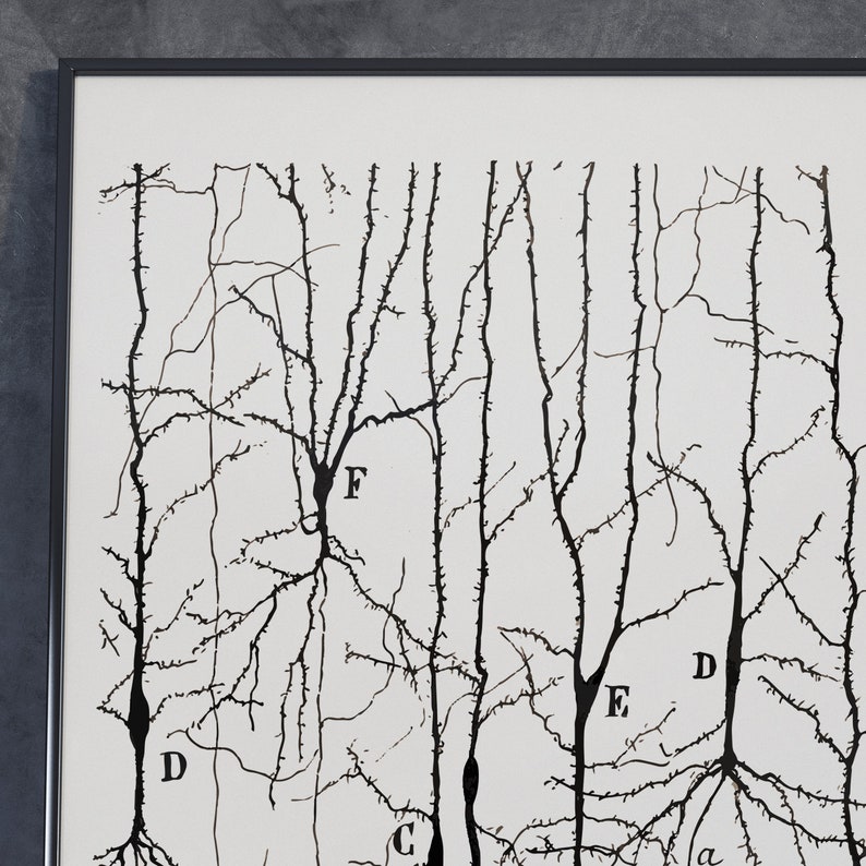 Neuron Print: Unraveling the Enchanting Pyramidal Neurons of the ...