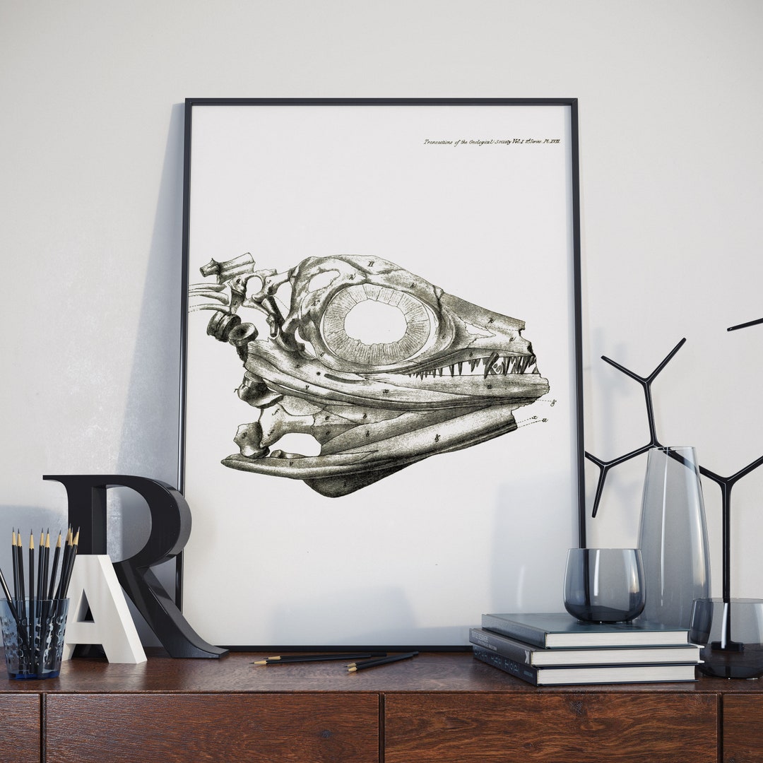 Fossilized Lizard Skull Restored Art Print - From Transactions of the ...