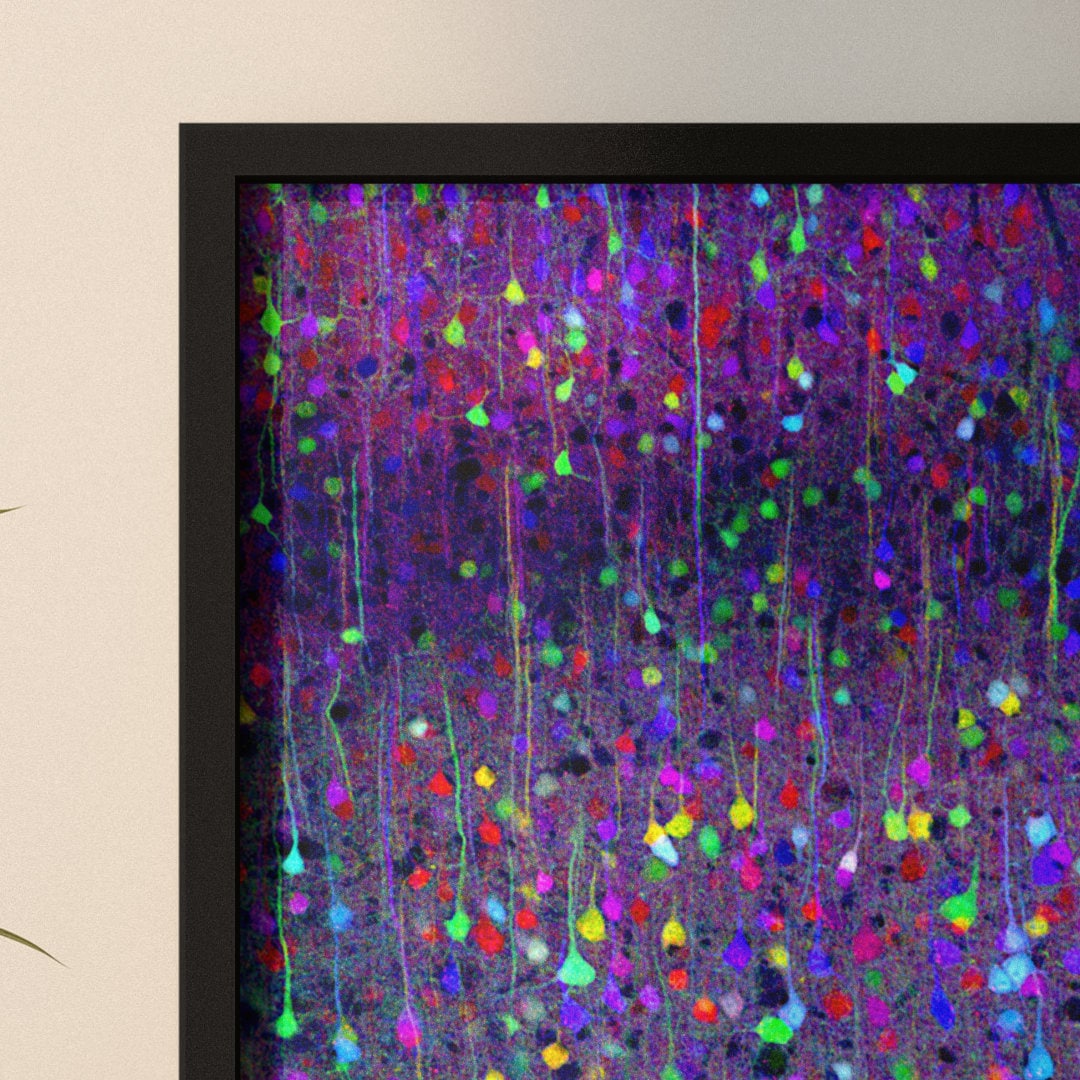 Neuron Art Print: Brainbow Cortex Poster Multicolor Neurons in Mouse ...