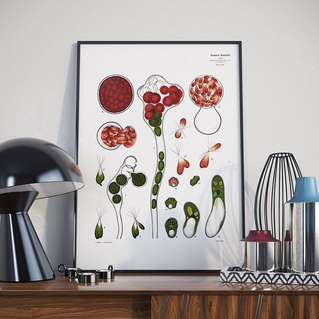Microbiology Art Print: Botrydium Granulatum Botanical Art Print ...
