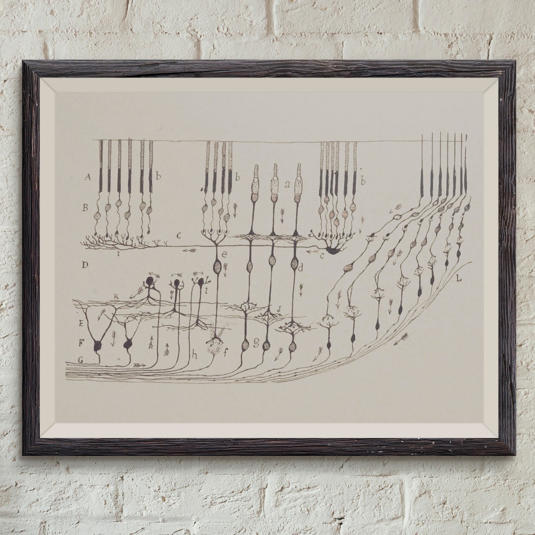 Neuron Art Print: Neurons in the Retina - Santiago Ramon Y Cajal ...