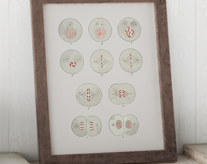 Cell Division Process Restored Art Print - Boveri's Schematic From ...