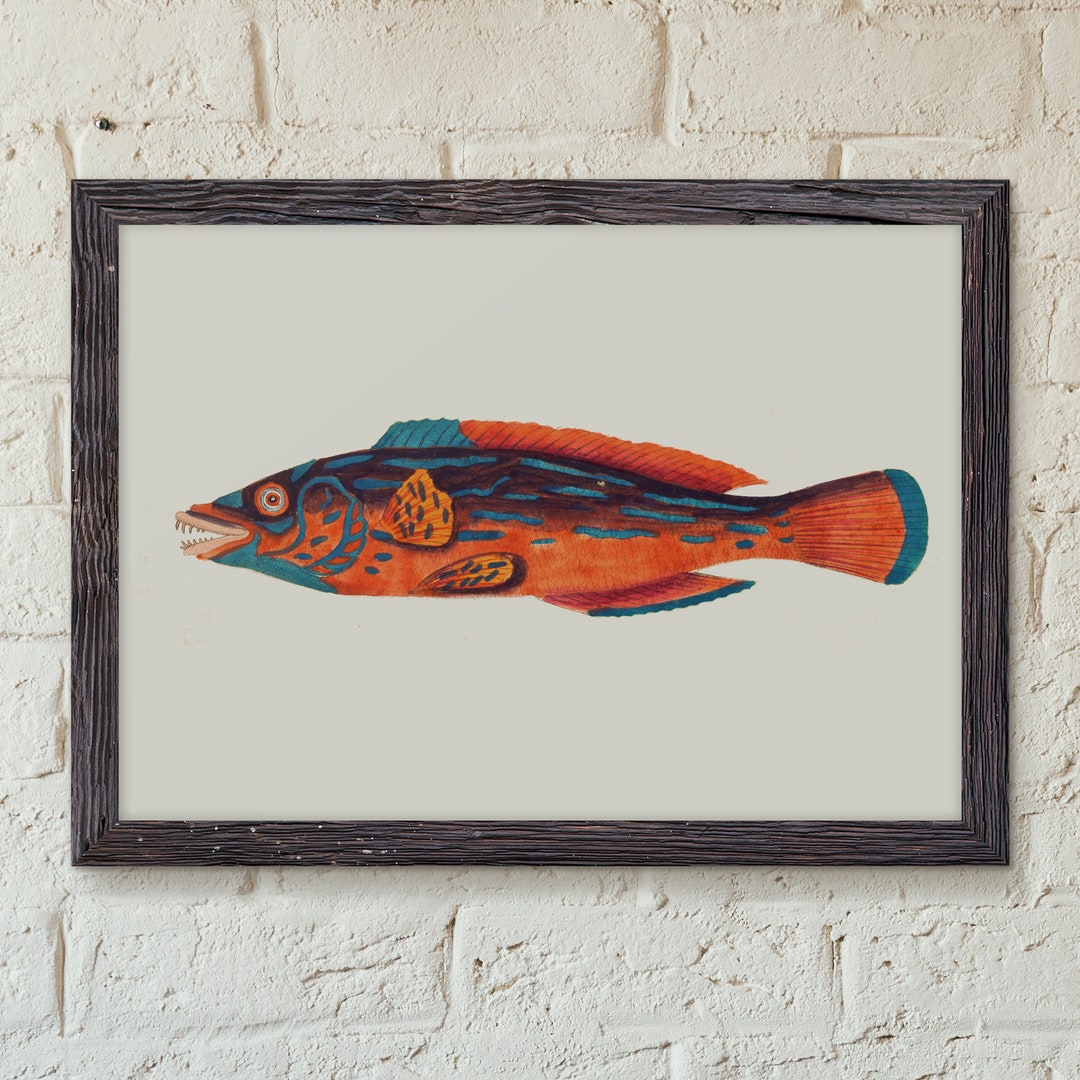 Marine Biology Print: Elegance of the Sea - the Splendid Sparus Fish ...