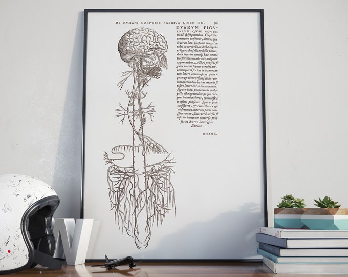 Vesalius Brain & Nervous System Art Print - 'de Humani Corporis Fabrica ...
