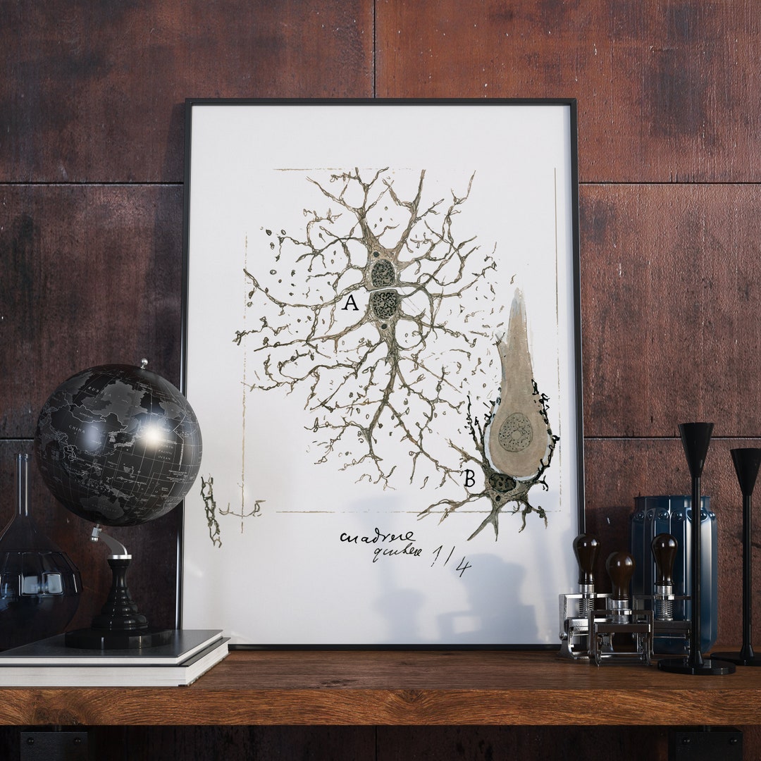 Neuron Print: Twin Astrocytes in the Cerebral Cortex - Santiago Y Cajal ...