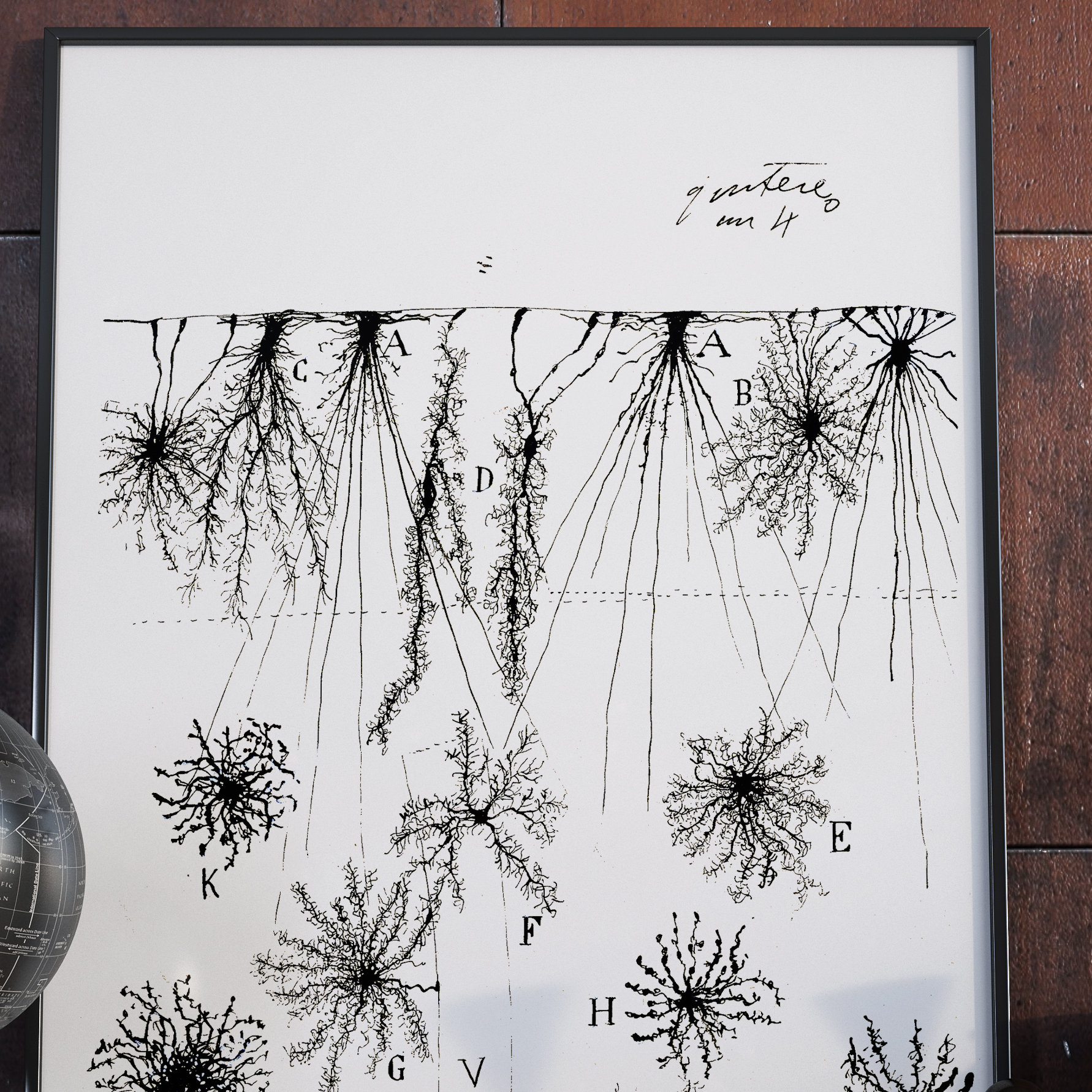 Neuron Art Print: Glial Cells of the Cerebral Cortex - Santiago Ramon Y ...