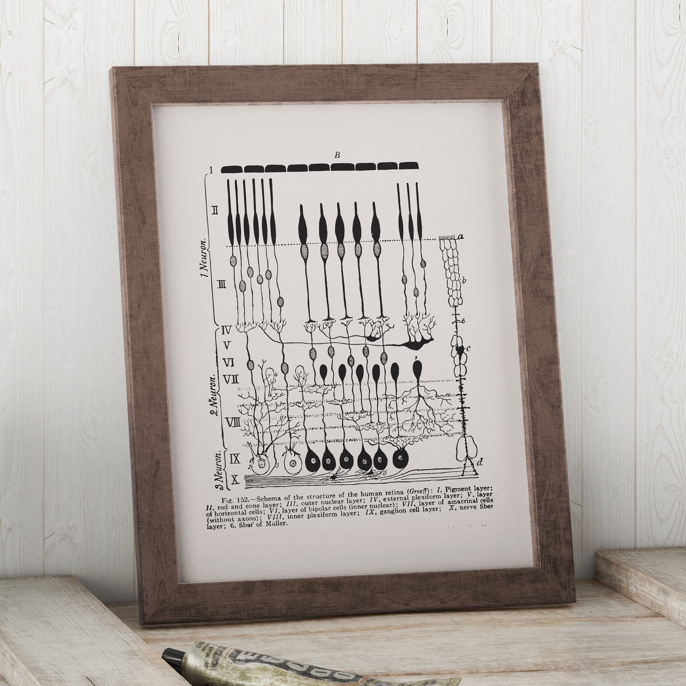 Human Retina Structure Diagram Art Print - Vintage Neurology ...