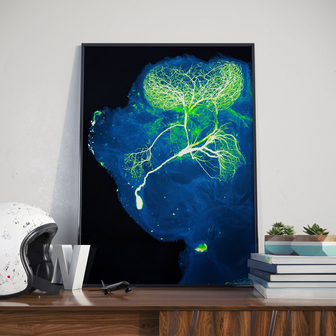 Neuron Art Print: Insect Brain Green and White Neuron by NICHD/N. Gupt ...