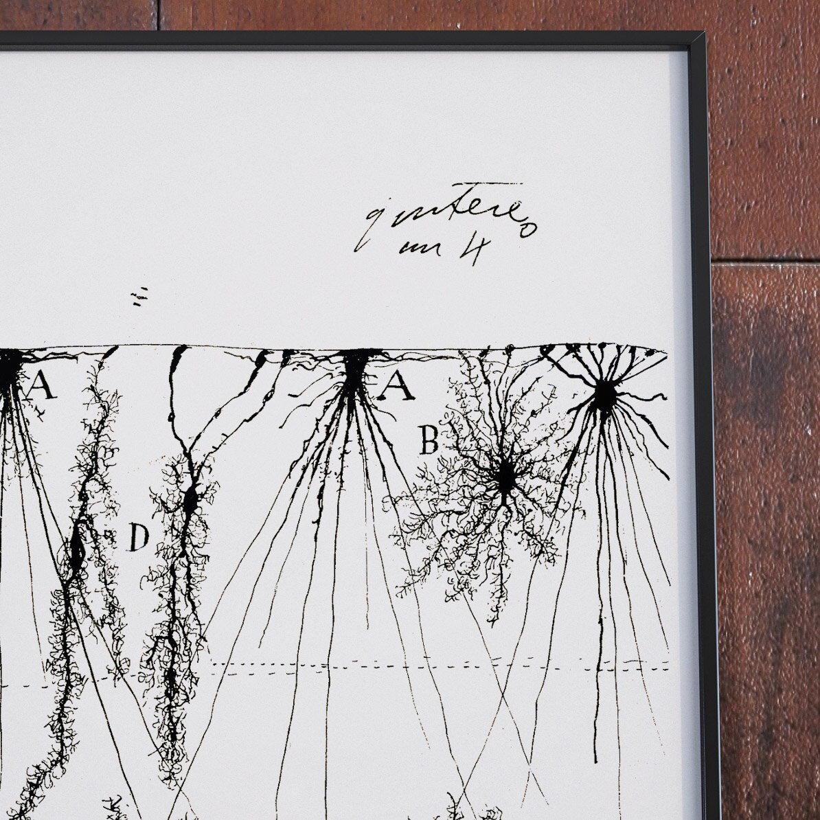Neuron Art Print: Glial Cells of the Cerebral Cortex - Santiago Ramon Y ...