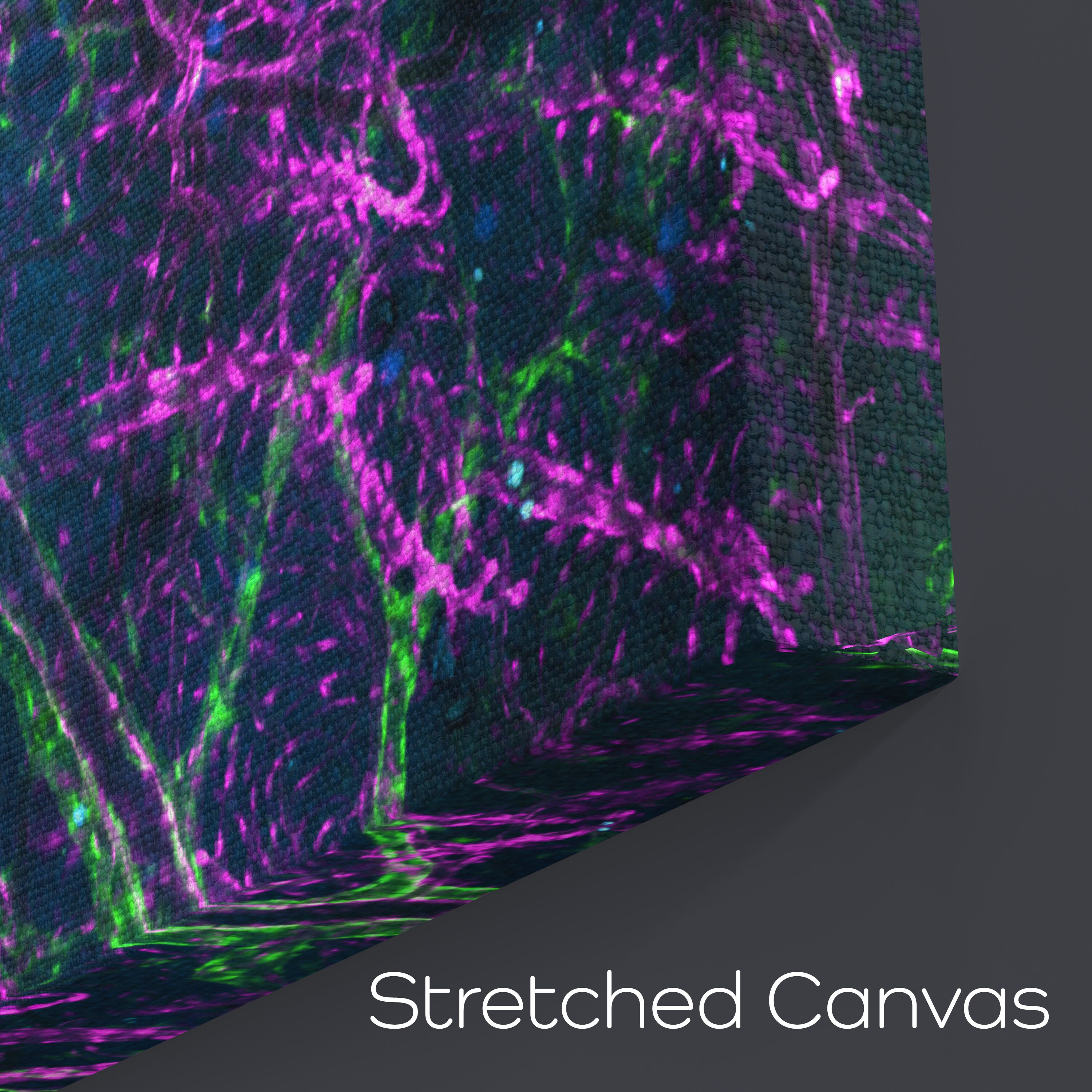 Biology Art Print: Zebrafish Blood and Lymphatic Vessels Poster - Laser ...