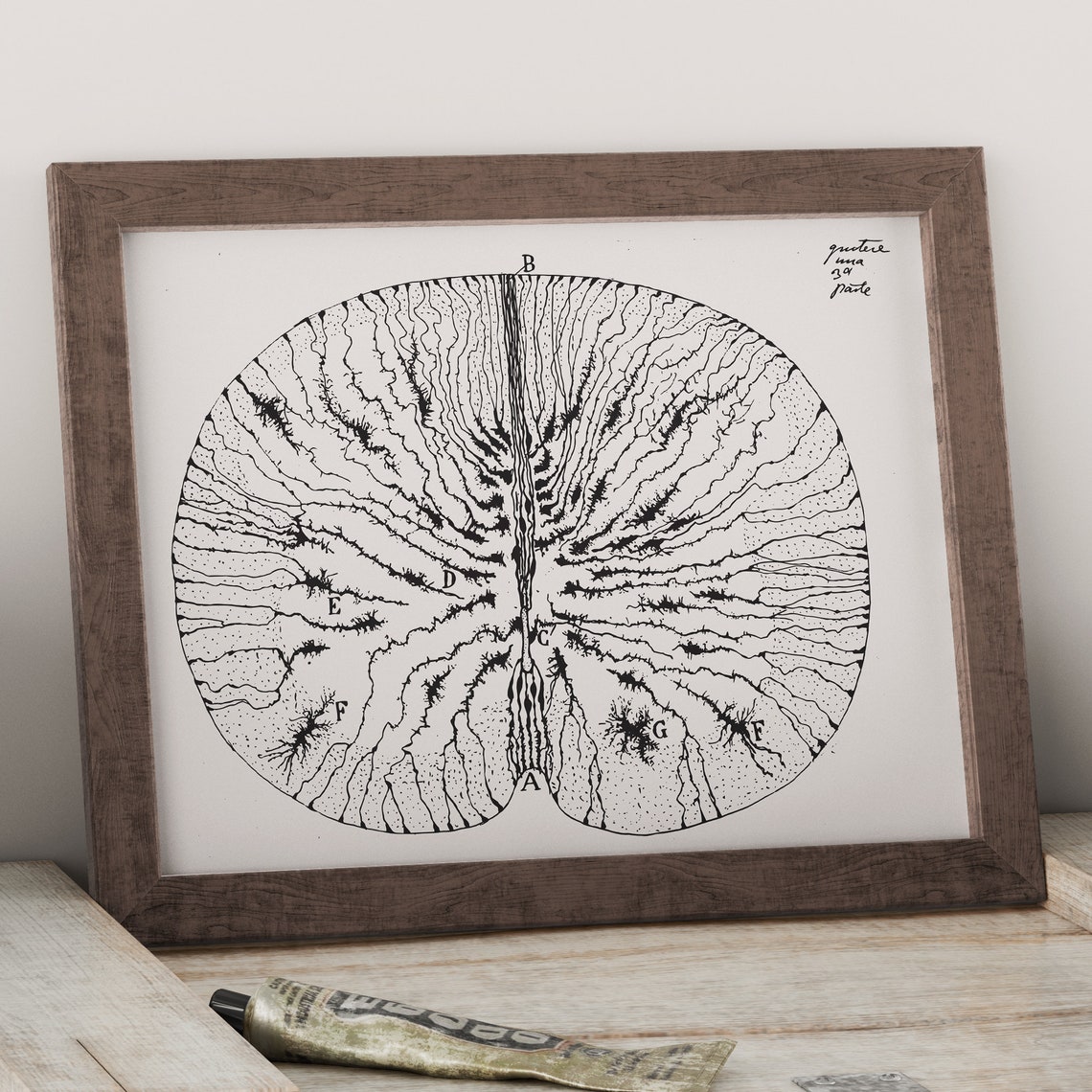 Neurology Print: Glial Cells of the Mouse Spinal Cord Santiago Ramon Y ...