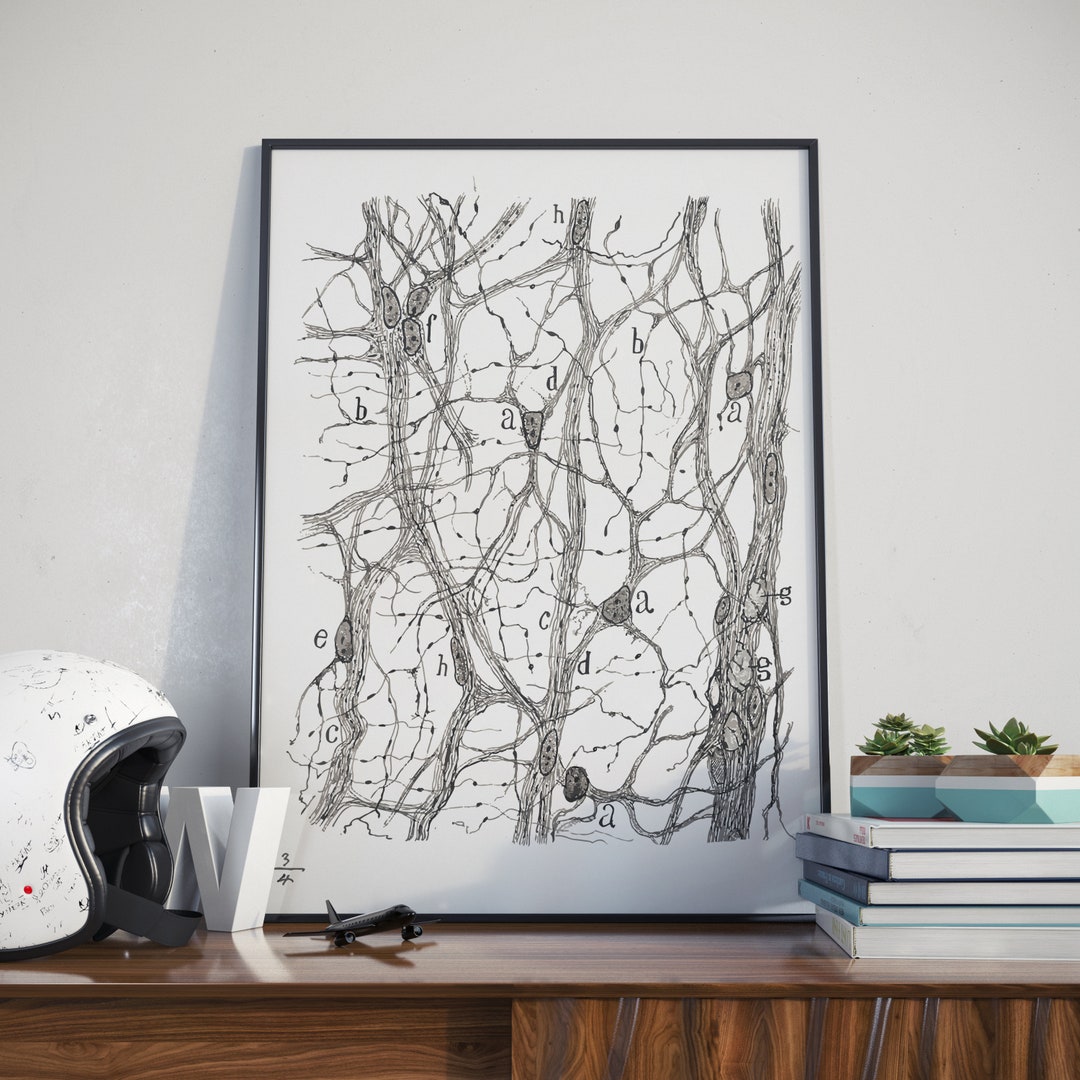 Neuron Art Print: Frog Intestine Neurology Sketch by Cajal - Etsy