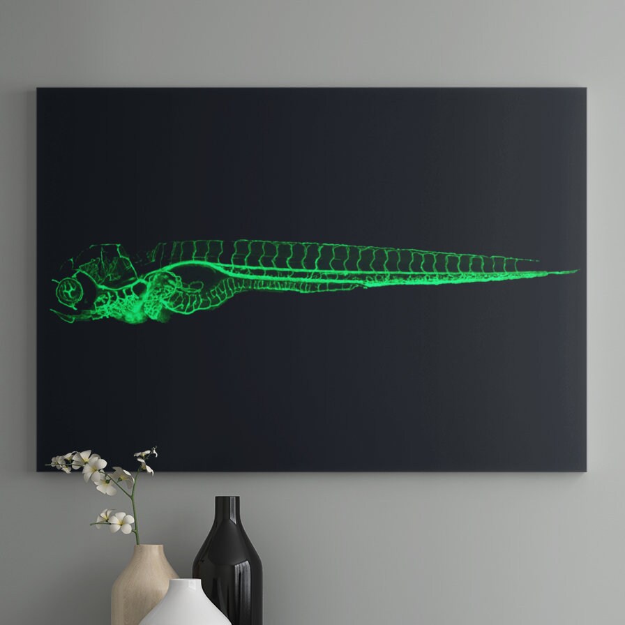 Biology Art Print: Zebrafish Vascular System Transparent Larvae ...