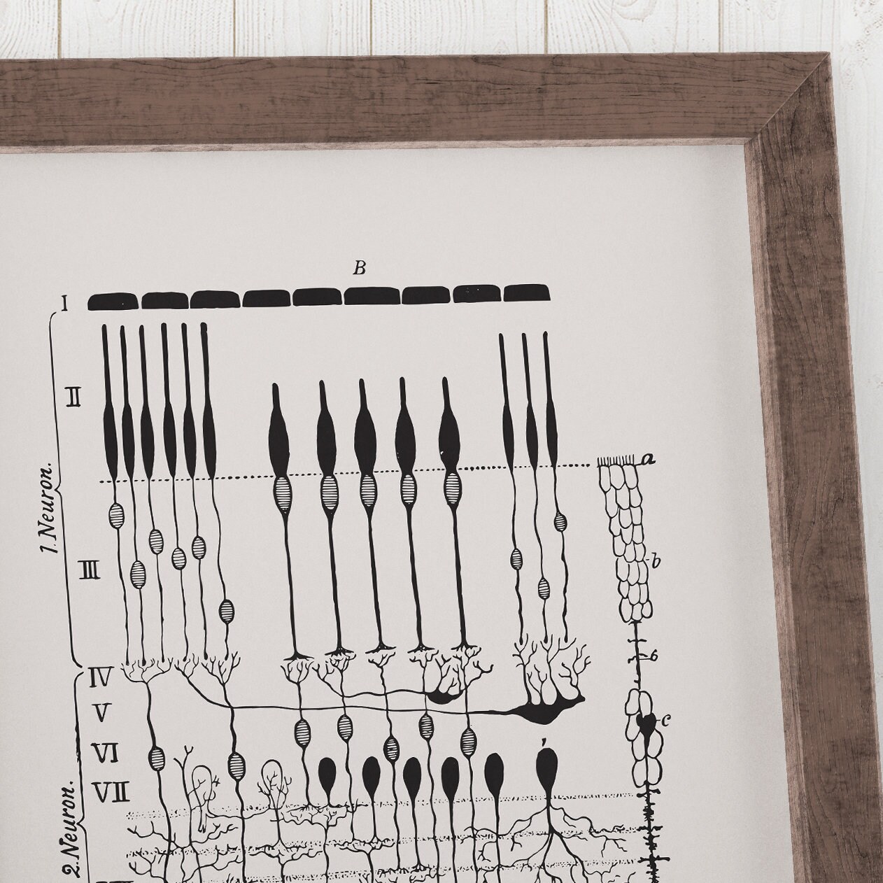 Human Retina Structure Diagram Art Print - Vintage Neurology ...