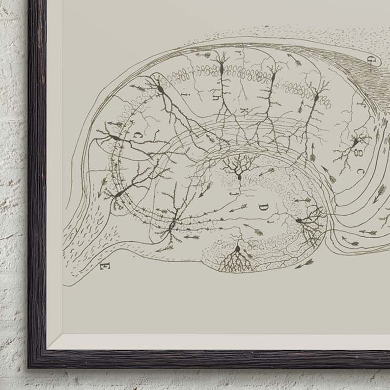 Neuroscience Art: Pyramidal Neurons in the Hippocampus - Santiago Ramon ...