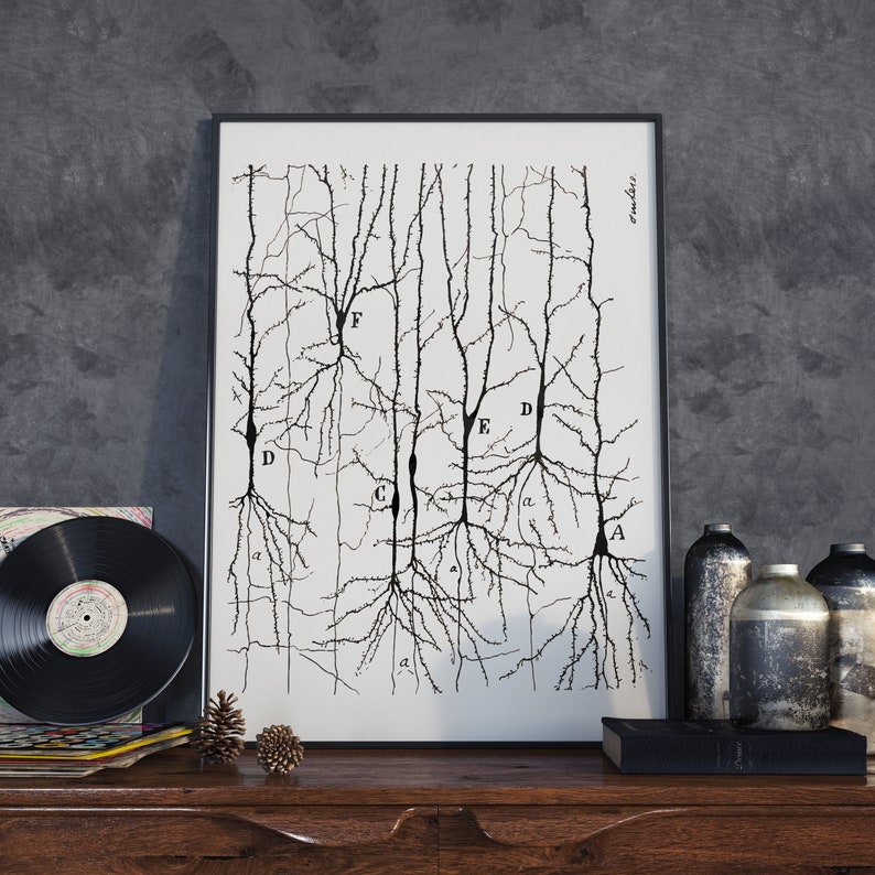 Neuron Print: Santiago Ramon Y Cajal Cerebral Cortex Sketch - Etsy