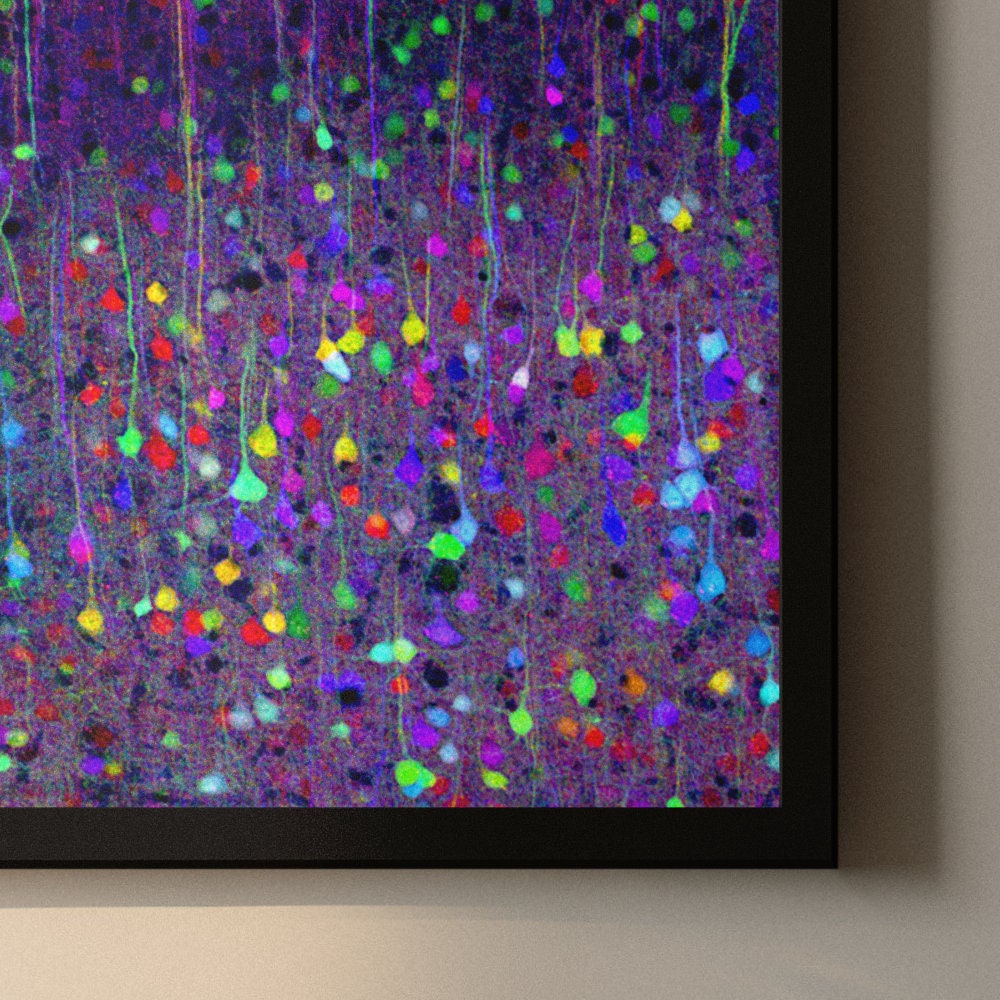 Neuron Art Print: Brainbow Cortex Poster Multicolor Neurons in Mouse ...