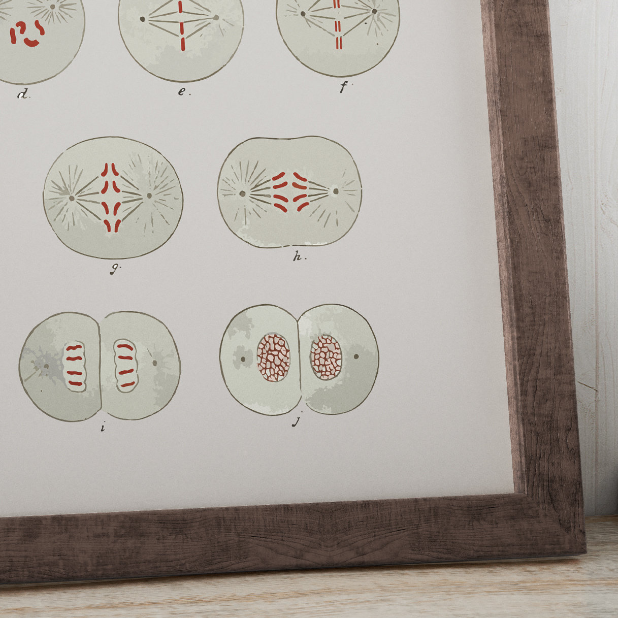 Cell Division Process Restored Art Print - Boveri's Schematic From ...