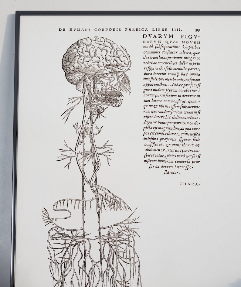 Vesalius Brain & Nervous System Art Print - 'de Humani Corporis Fabrica ...