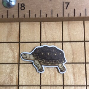 5 MINI Turtle Stickers, Turtle Decal, Tortoise Sticker, Waterproof ...