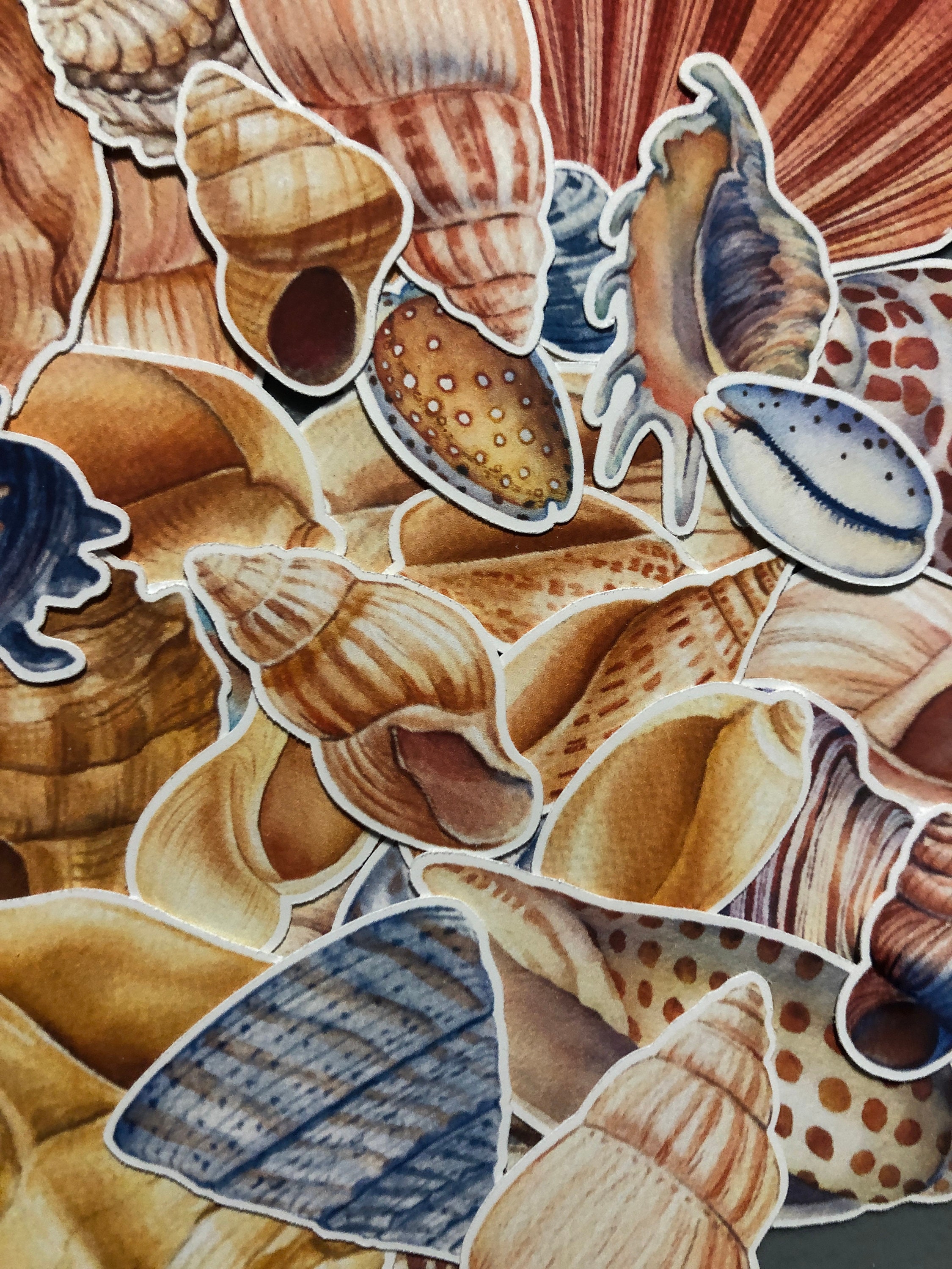 5 Shell Stickers Sea Shell Decals Beach Stickers Beach - Etsy