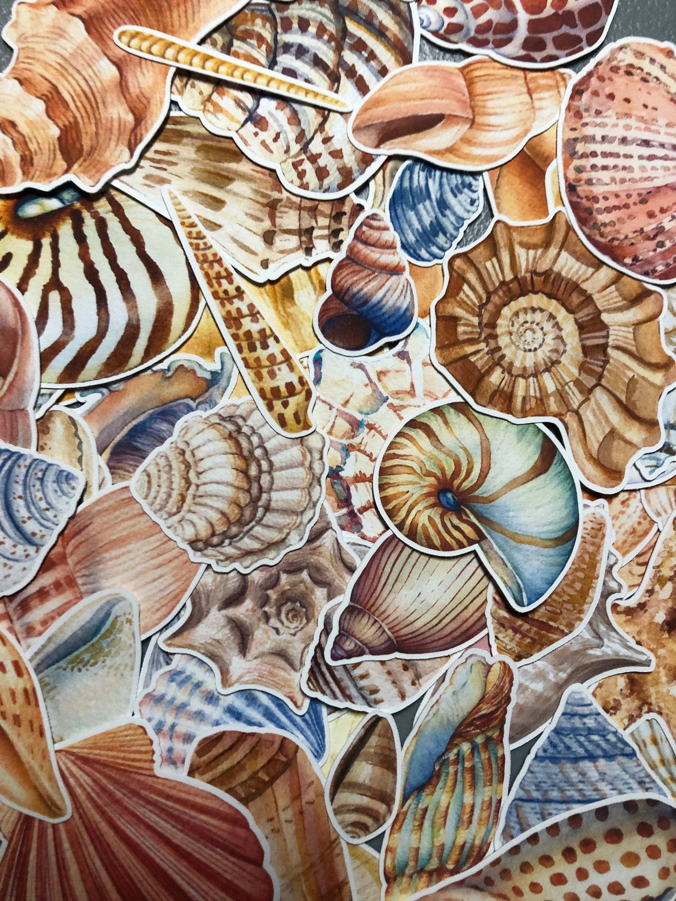 5 Shell Stickers Sea Shell Decals Beach Stickers Beach - Etsy