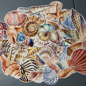 5 Shell Stickers, Sea Shell Decals, Beach Stickers, Beach Gift, Laptop ...