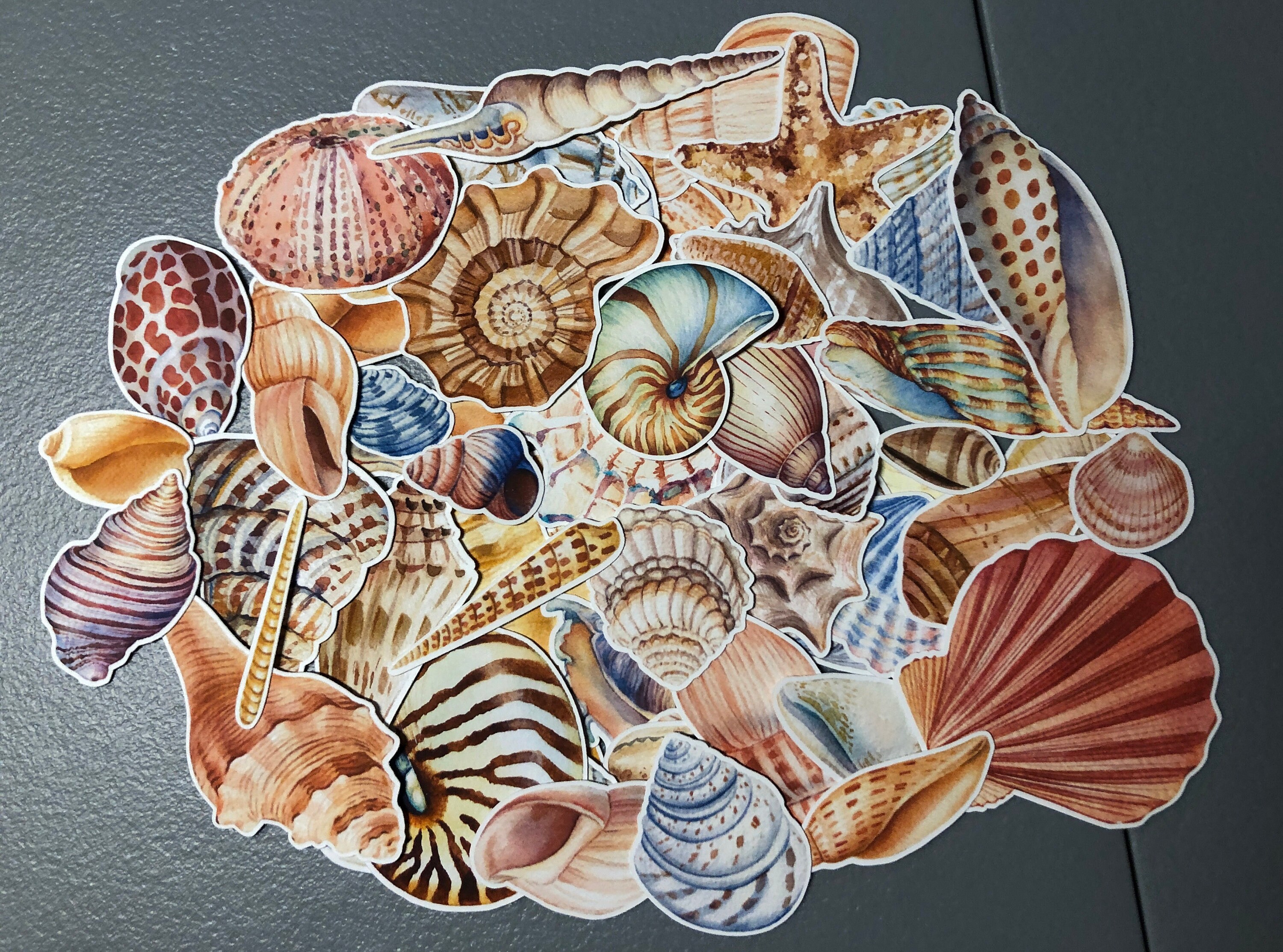 5 Shell Stickers Sea Shell Decals Beach Stickers Beach - Etsy
