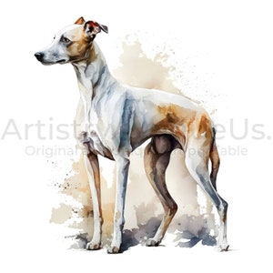 Whippet Dog Portrait Clipart – High-resolution JPG (digital Download ...