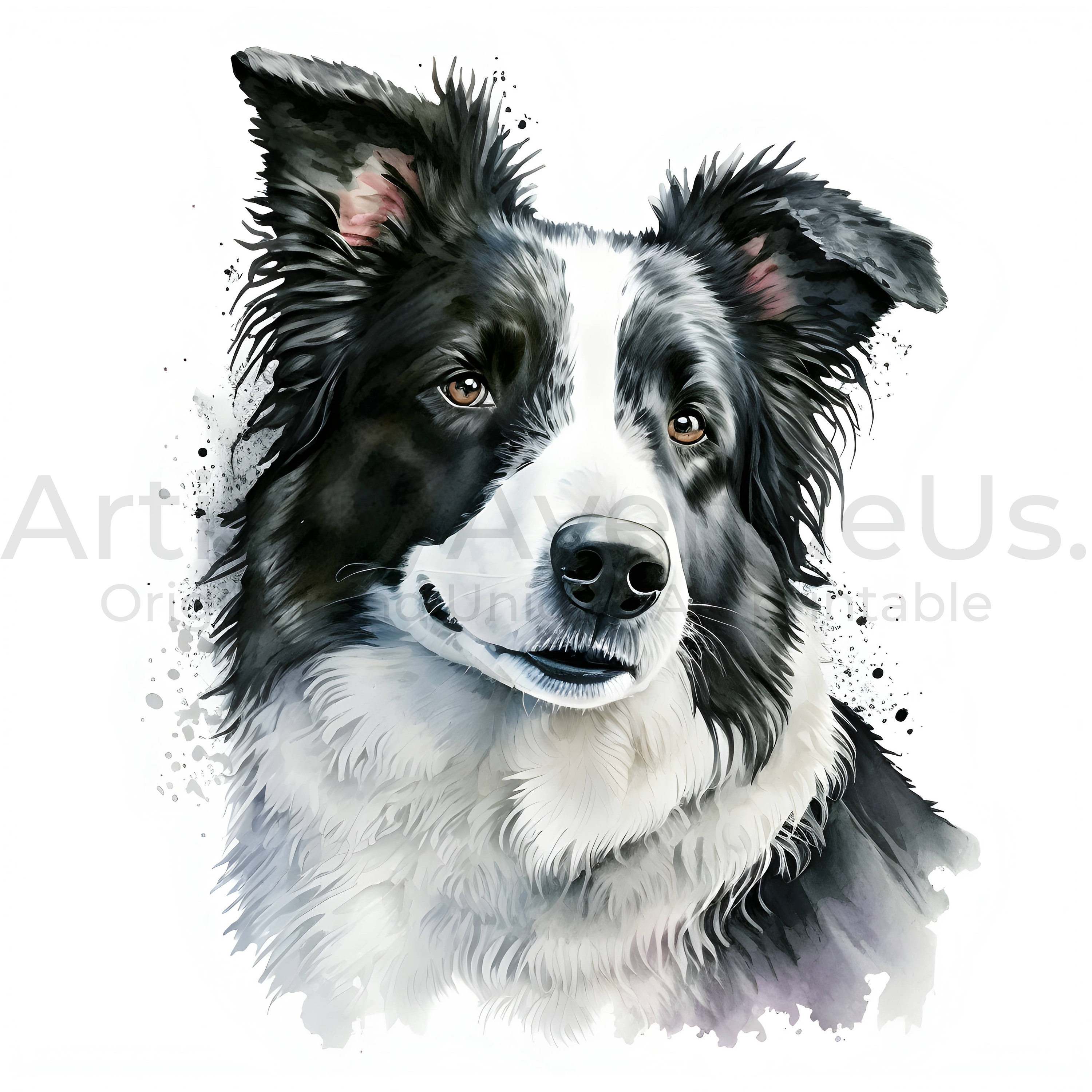 Border Collie Clipart 10 High Quality Jpgs Digital - Etsy