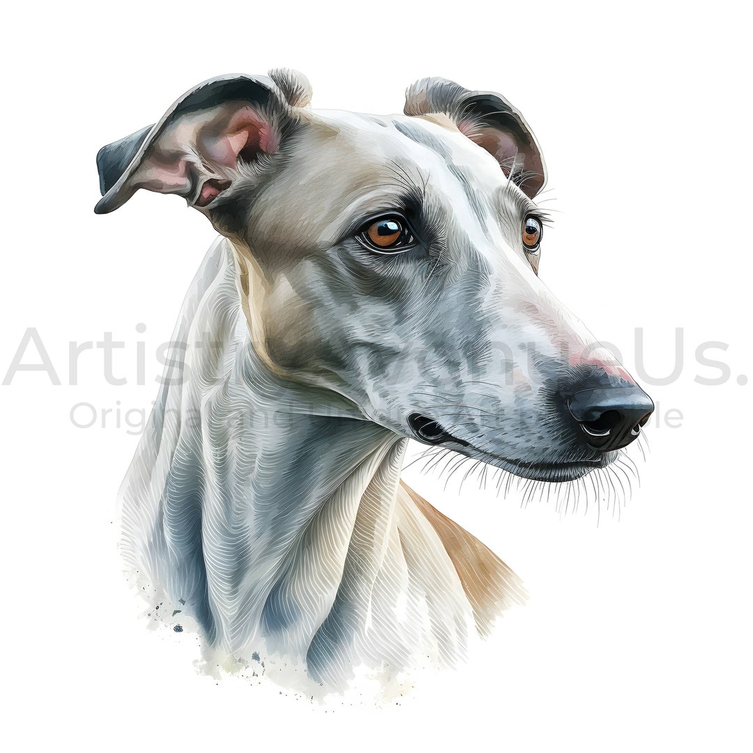 Whippet Dog Portrait Clipart – High-resolution JPG (digital Download ...